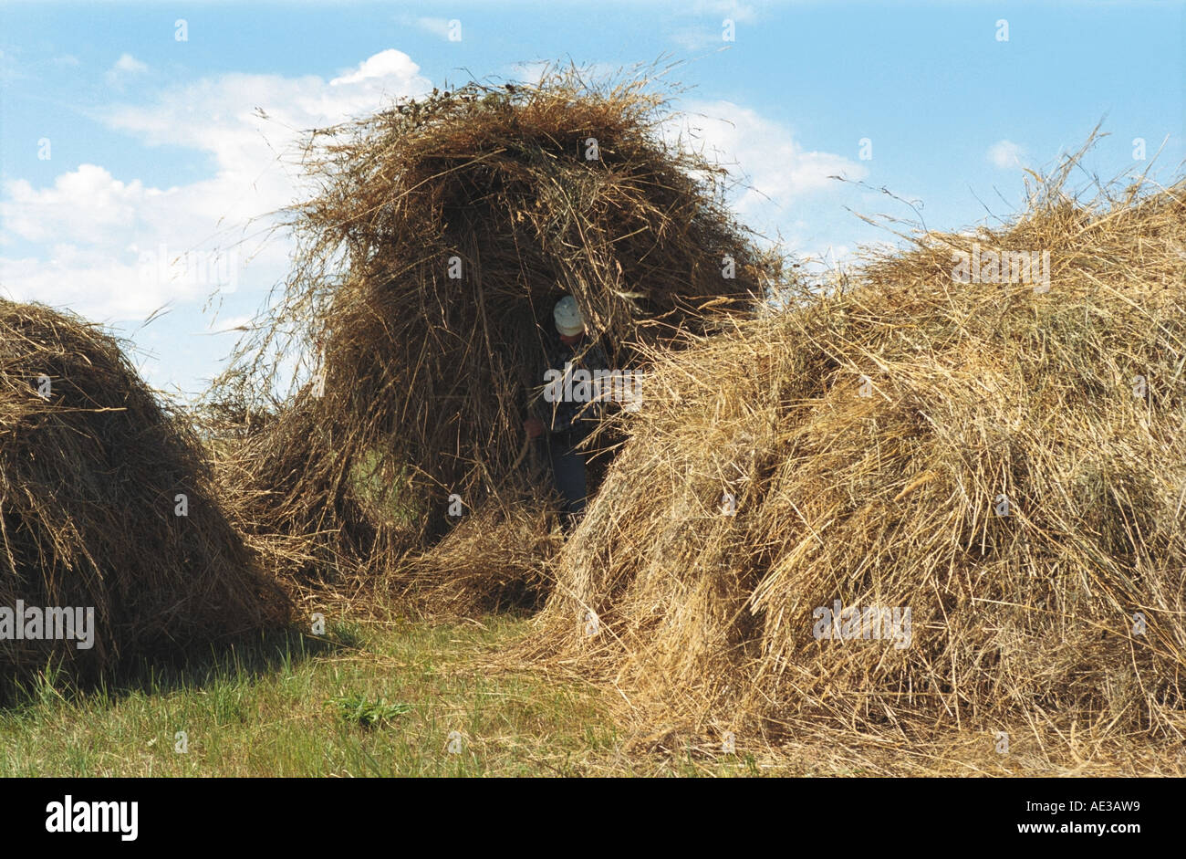 A farmer making a haystack. Altai. Siberia. Russia Stock Photo - Alamy