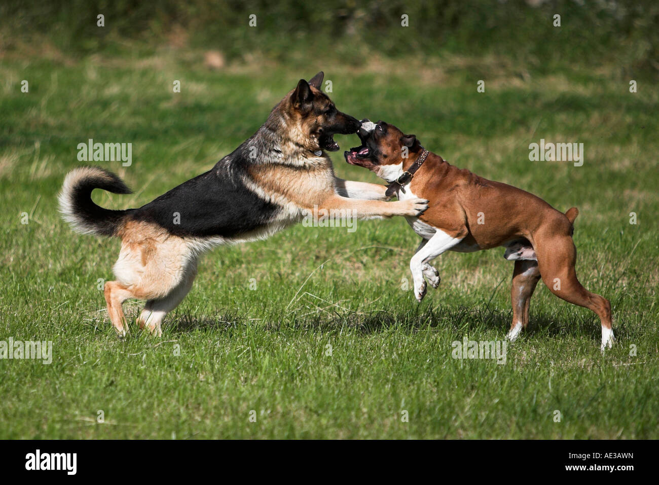 Two Dogs Playing in Field Stock Photo - Alamy