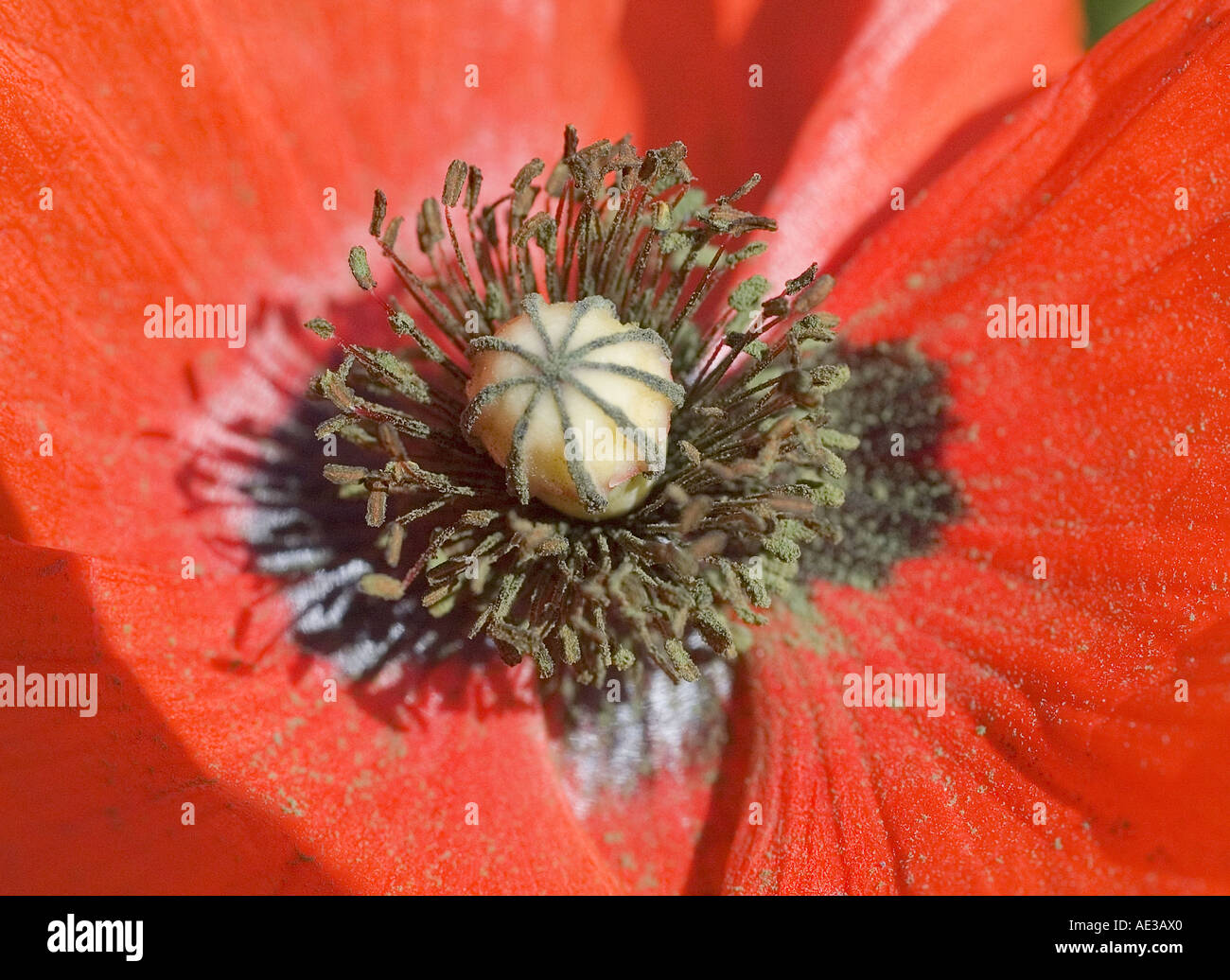 Poppy centre 1 Stock Photo - Alamy