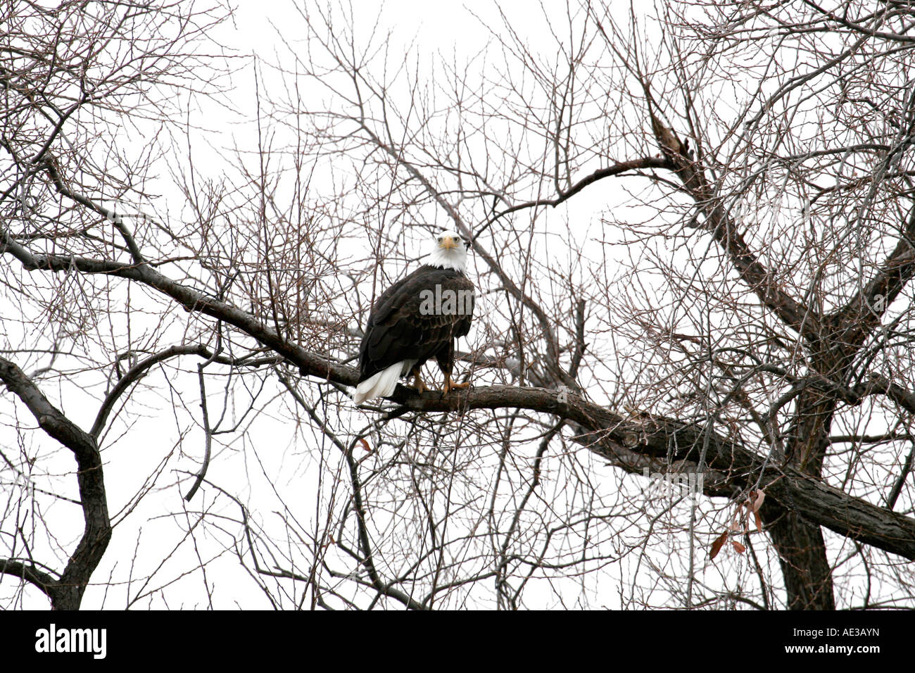 Bald Eagle perched on tree branch Stock Photo - Alamy
