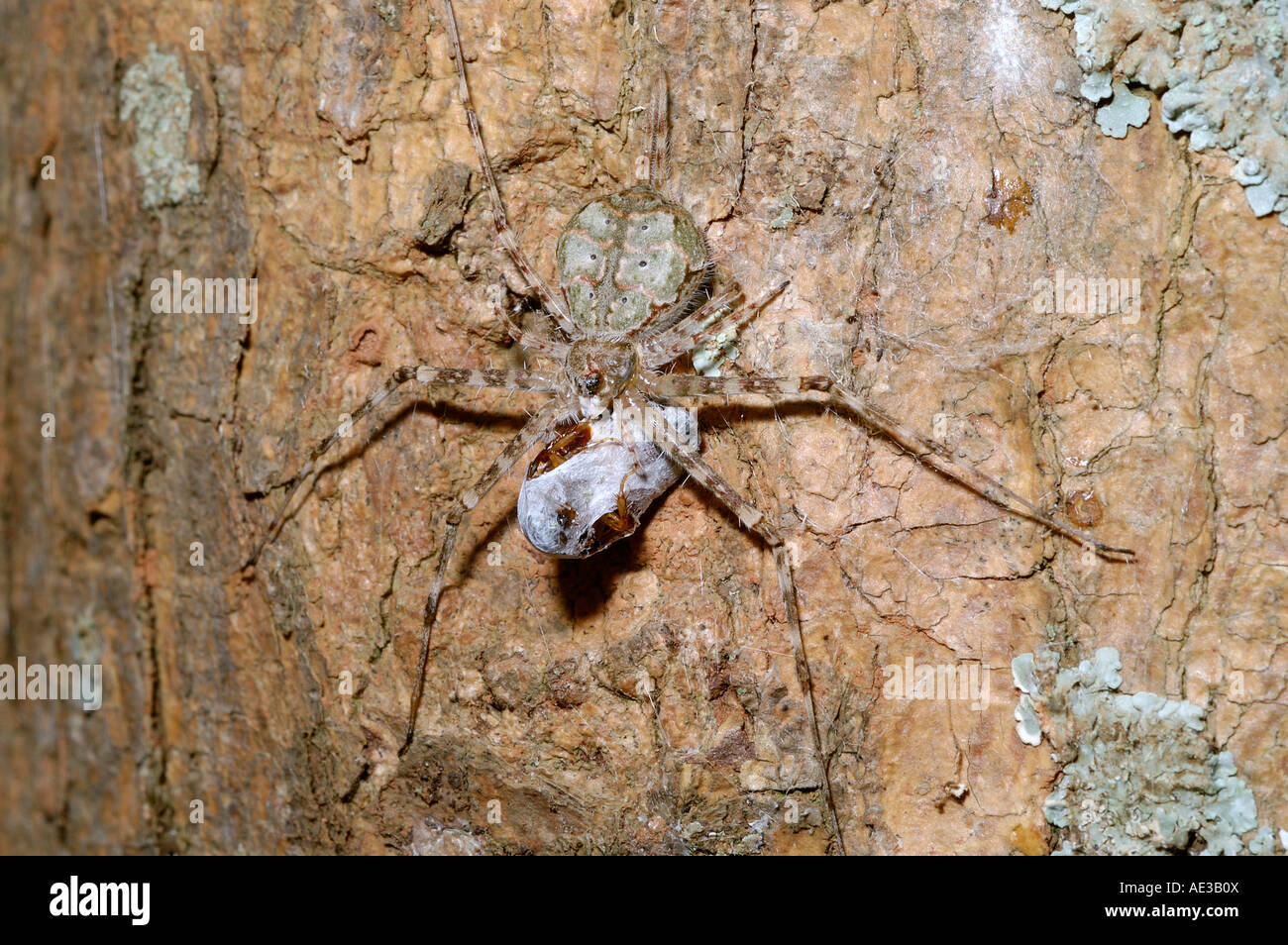 Two tailed spider Hersilia occidentalis Hersiliidae female on a tree ...