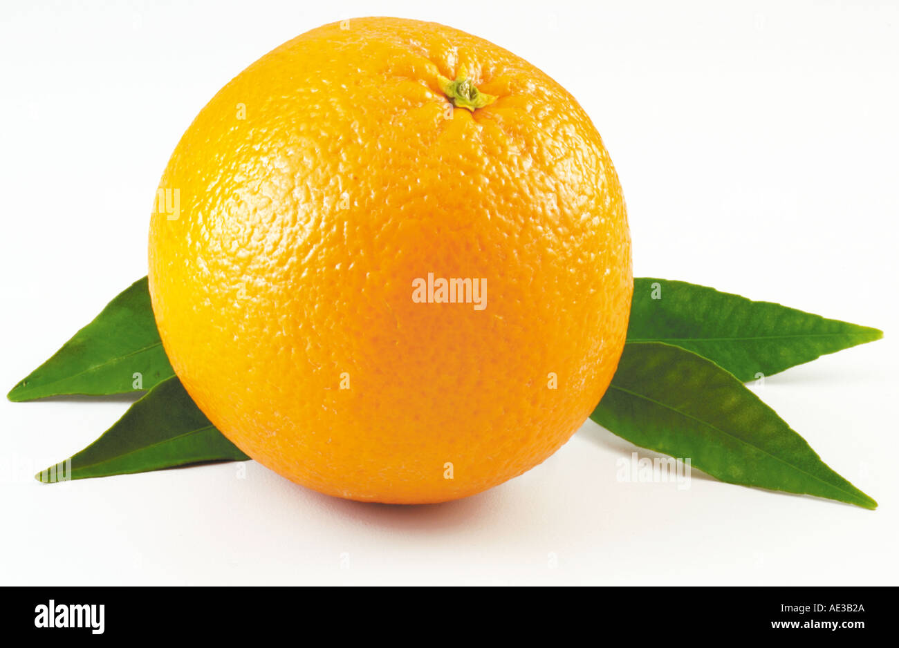 Single leaves hi-res stock photography and images - Alamy