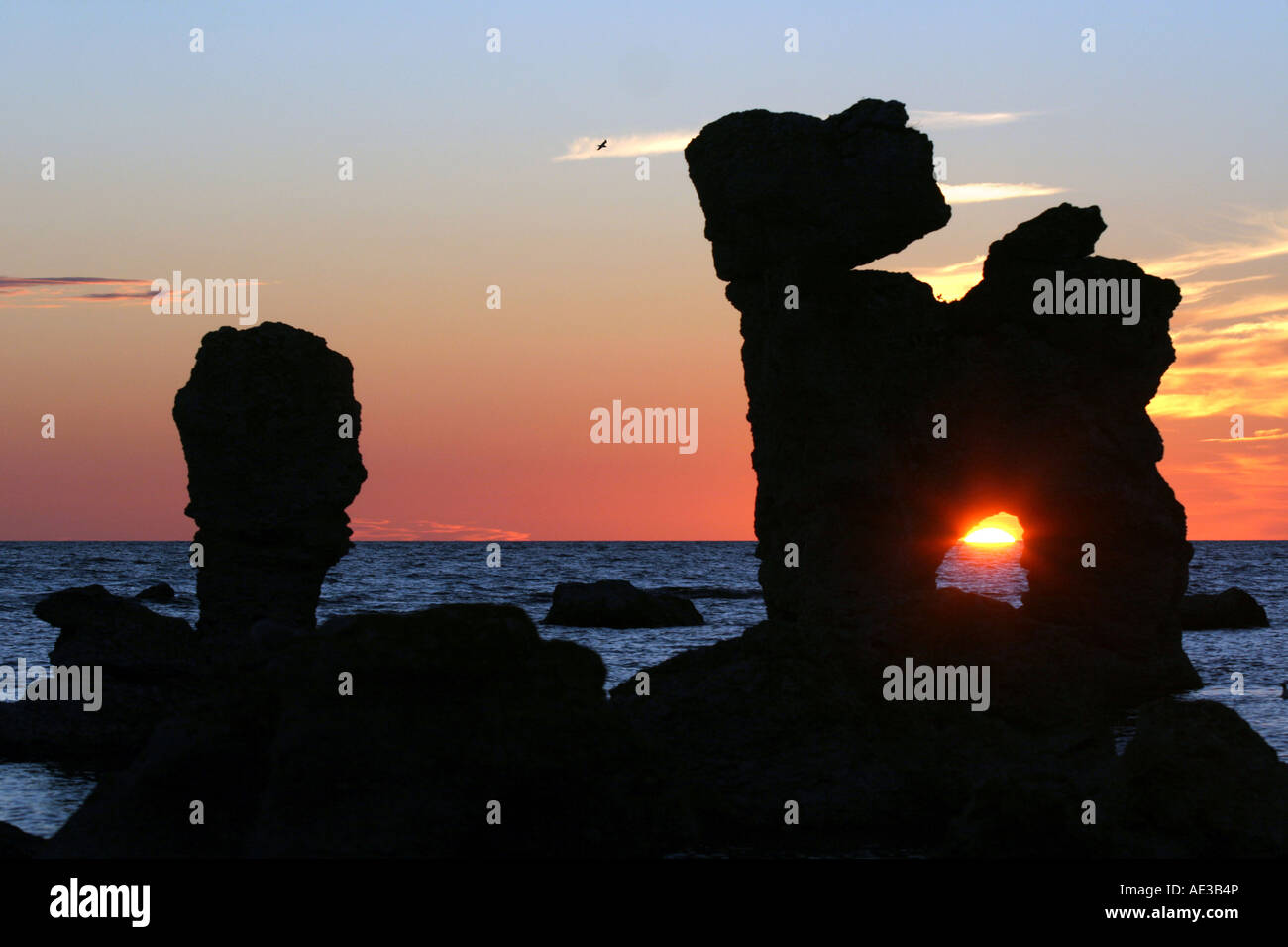 Dog rauks in faro hi-res stock photography and images - Alamy