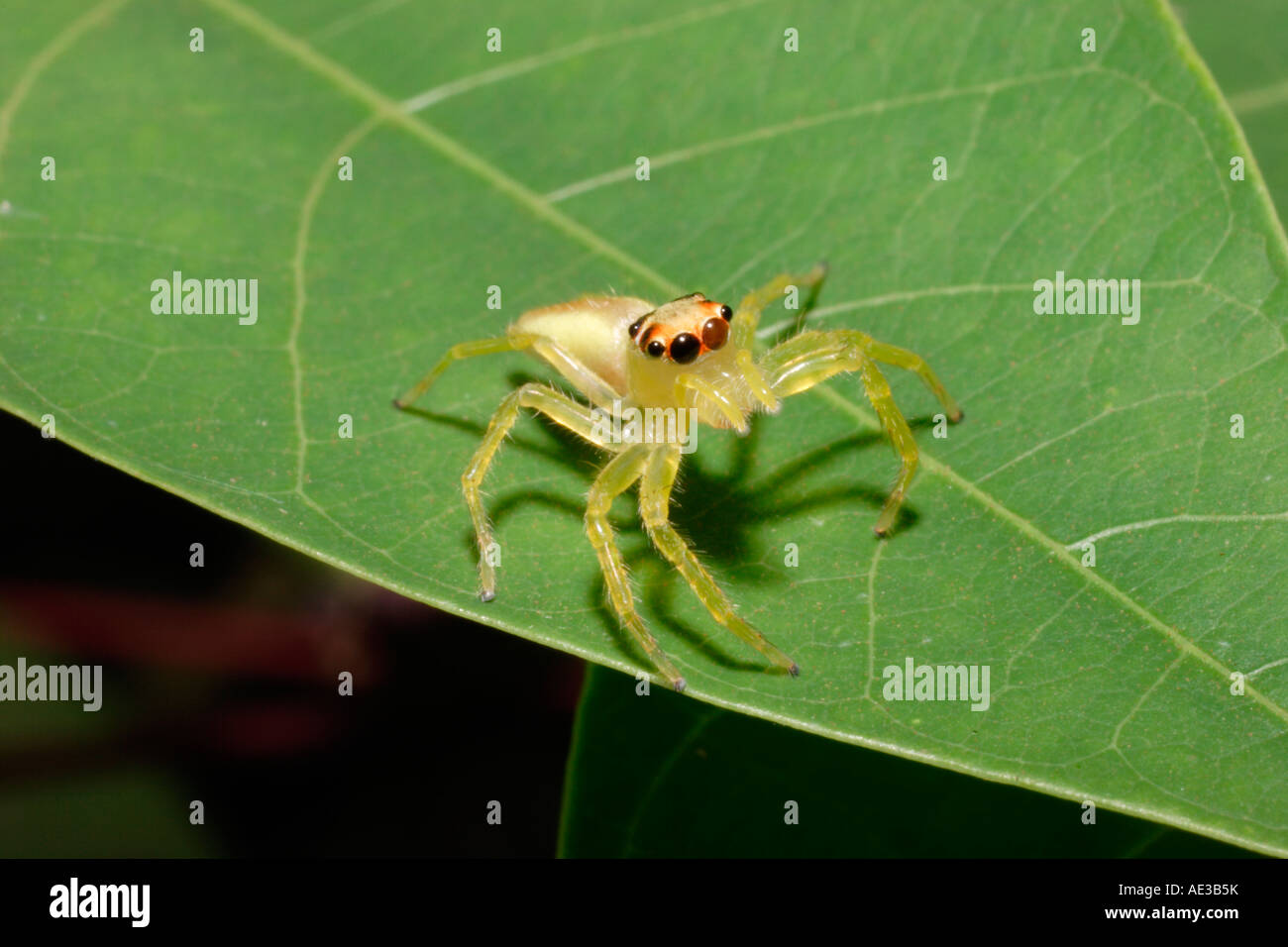 Jumping spider Plexippus sp Salticidae female showing large eyes which ...