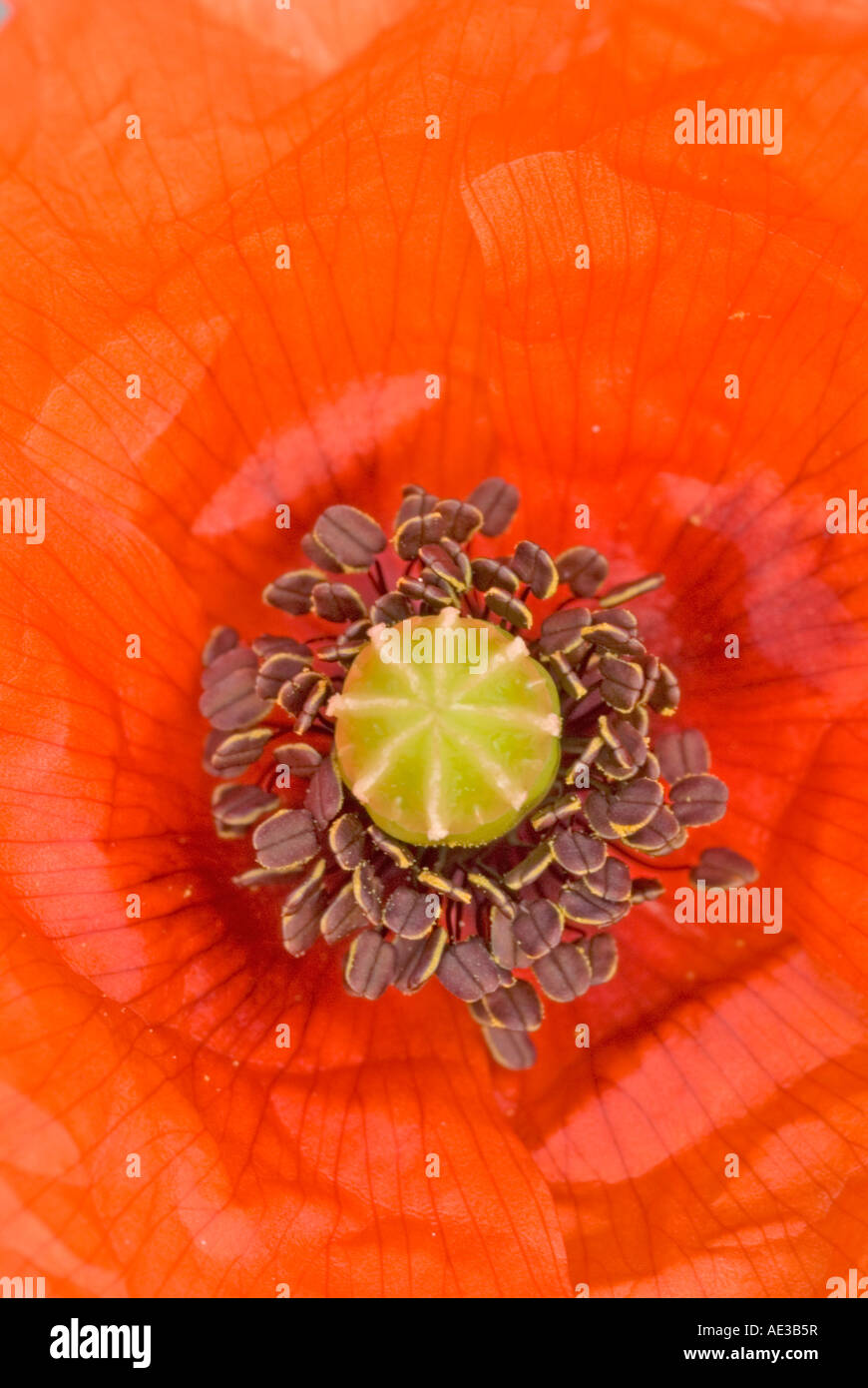 Field Poppy, Corn Poppy, Flanders Poppy (Papaver rhoeas), close up of ...