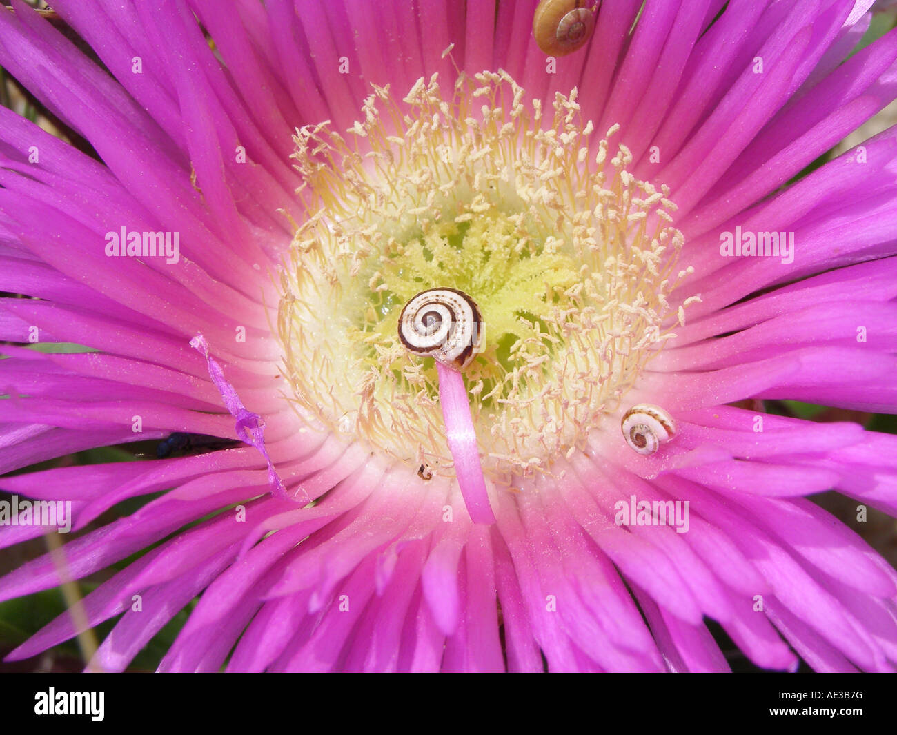 spiral snails in pink flower Stock Photo - Alamy