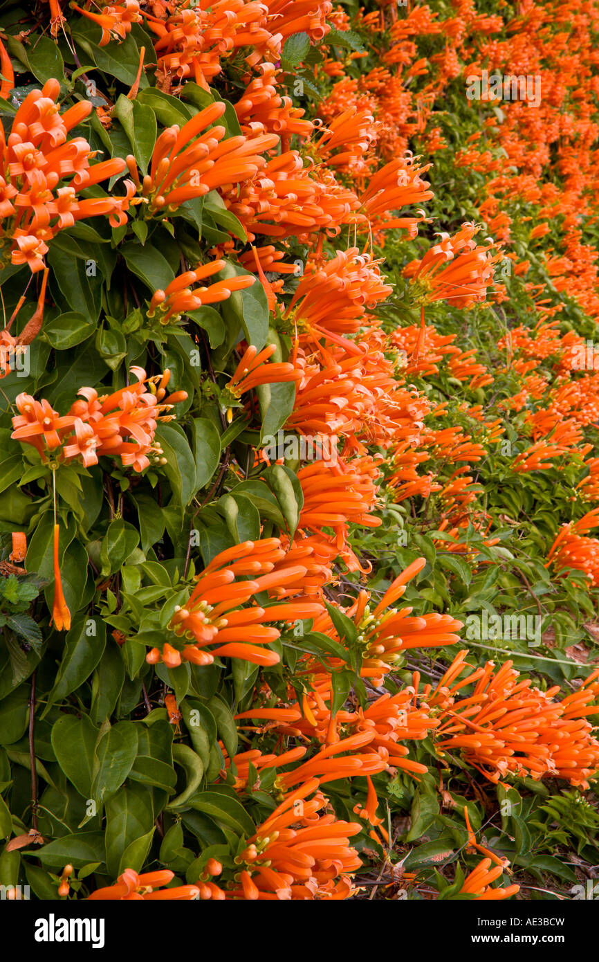 Pyrostegia Venusta High Resolution Stock Photography and Images - Alamy