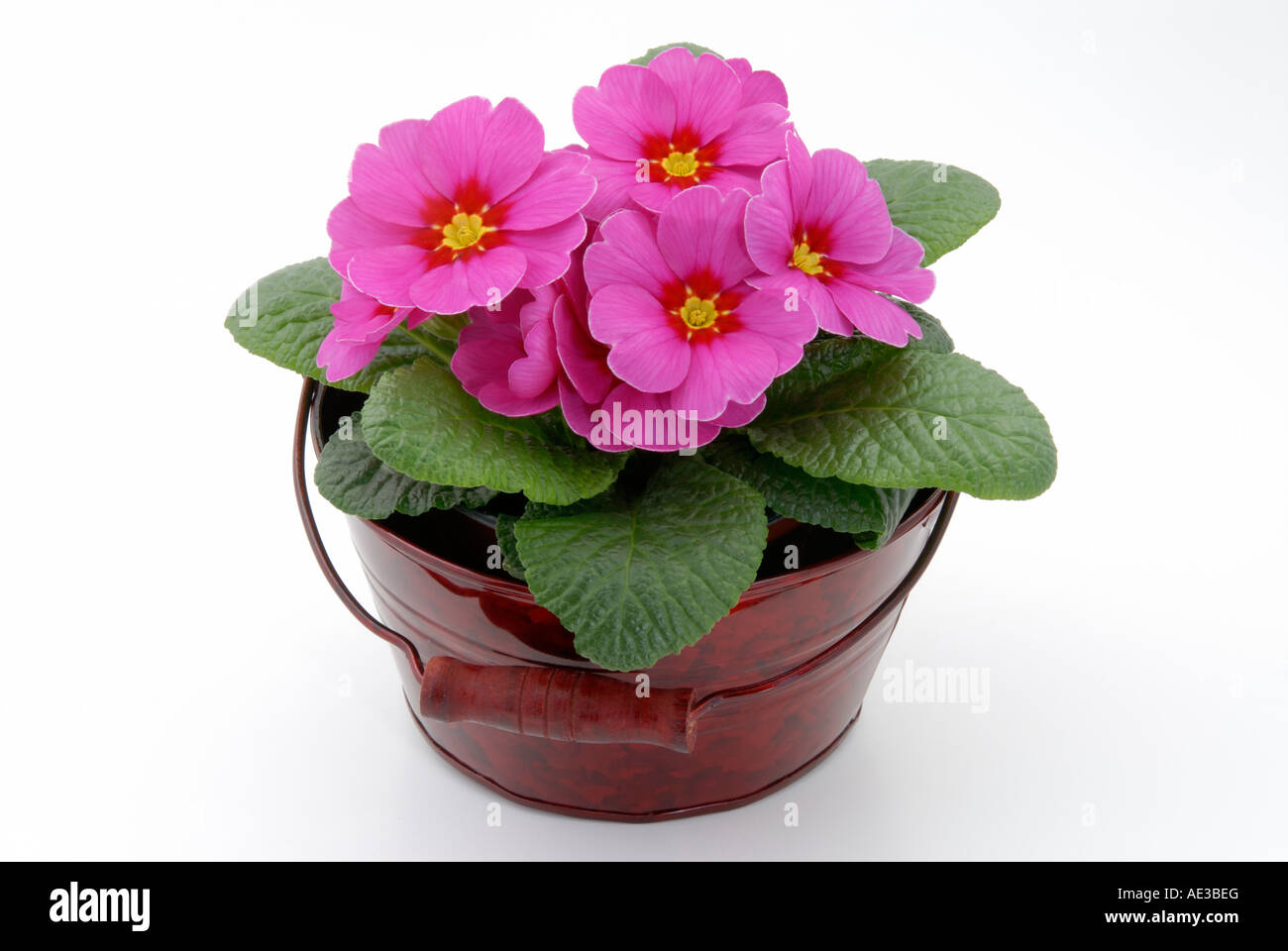 Garden Primrose (Primula acaulis Hybrid, Primula vulgaris Hybrid ...