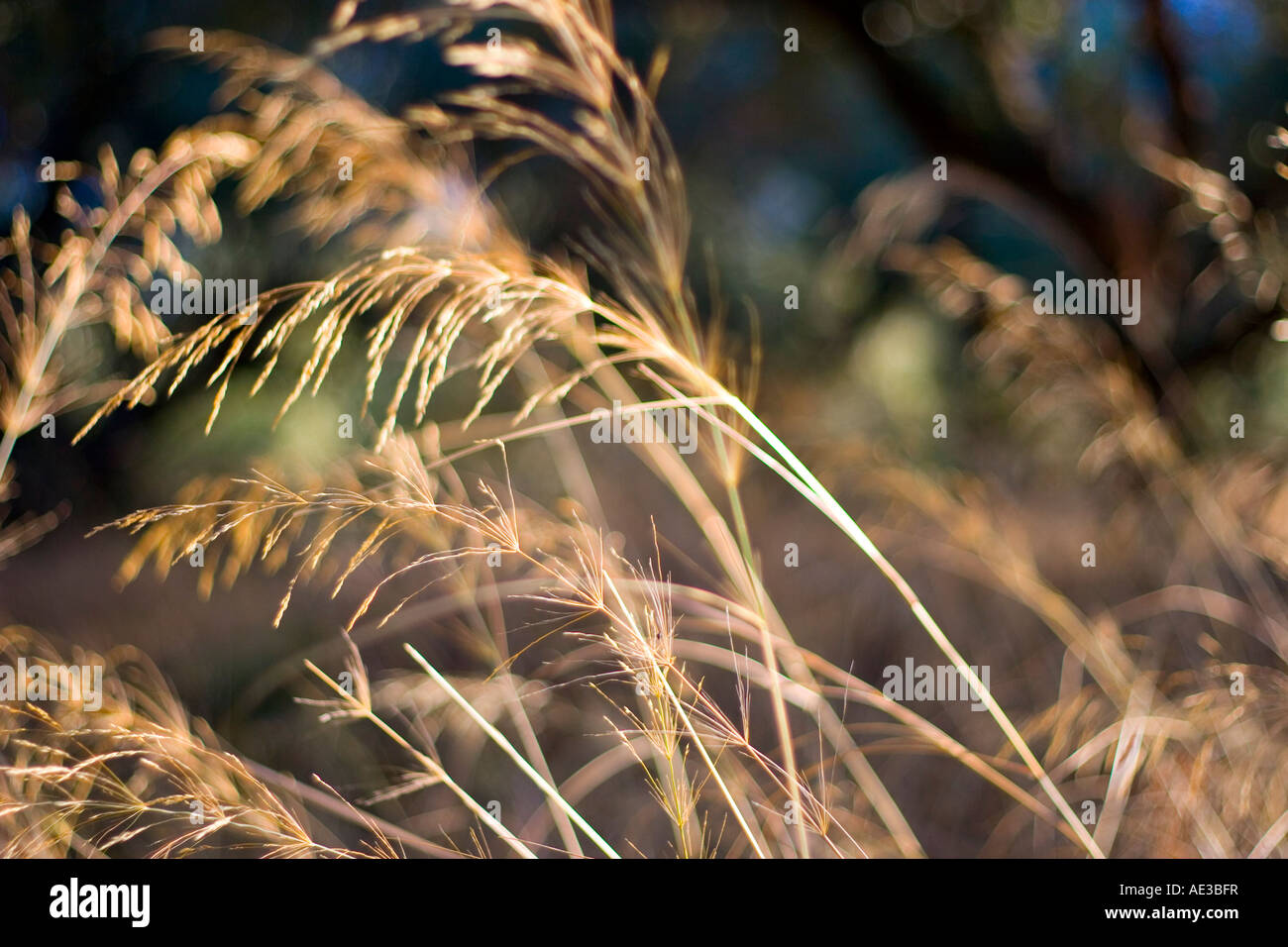 Yellow grasss hi-res stock photography and images - Alamy