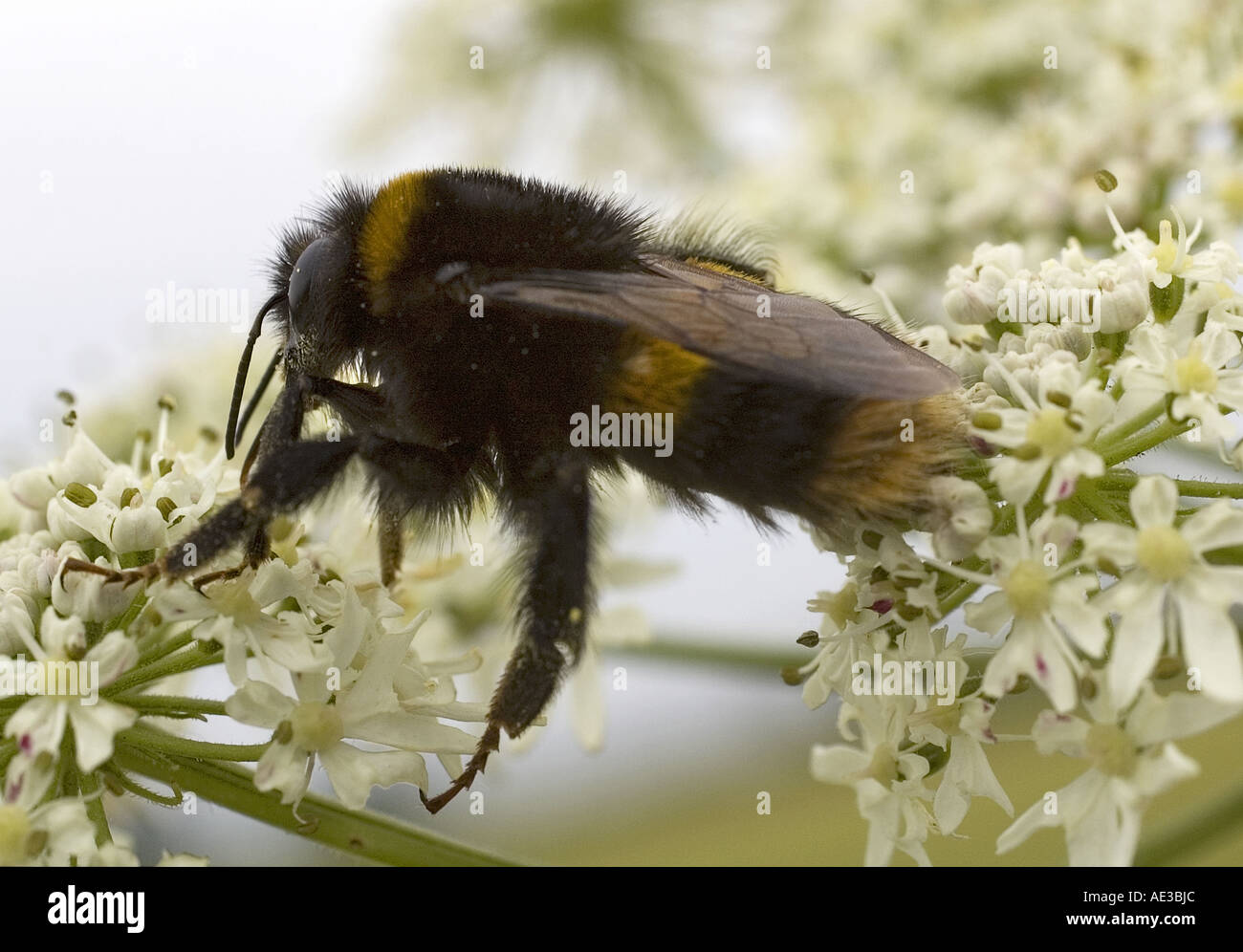 Bohemicus hi-res stock photography and images - Alamy