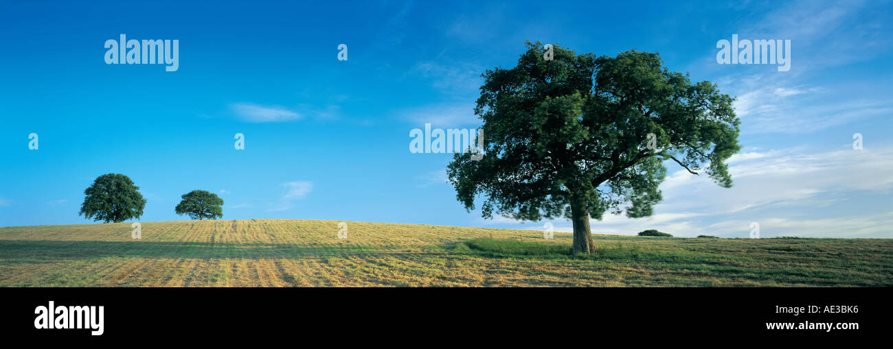 Dorset trees hi-res stock photography and images - Alamy