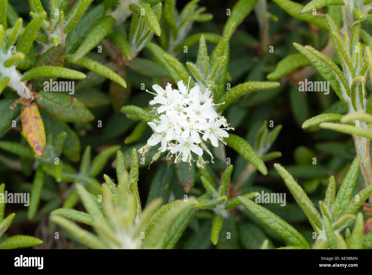 Ledum groenlandicum hi-res stock photography and images - Alamy