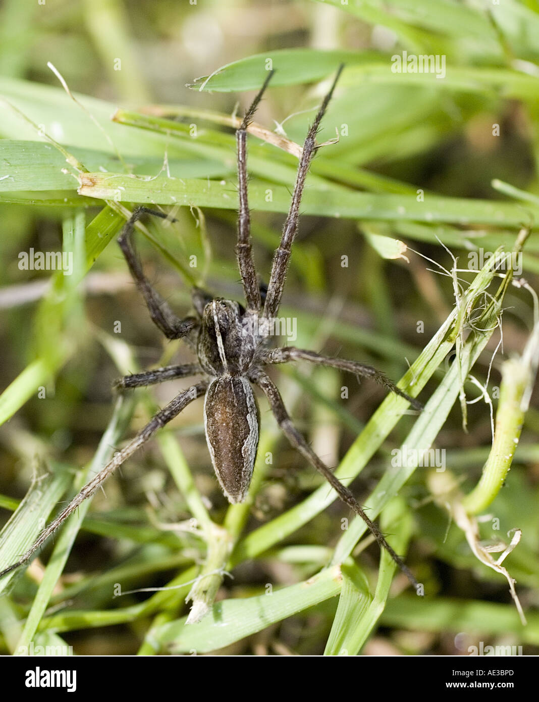Grass funnel weaver Spider 1 Stock Photo - Alamy