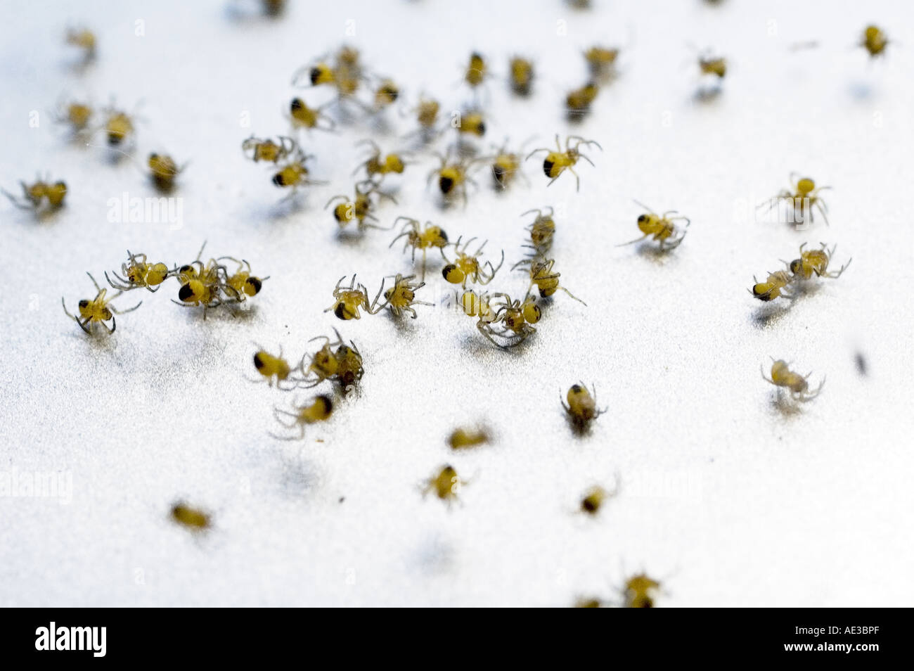 Tiny spiderlings hi-res stock photography and images - Alamy