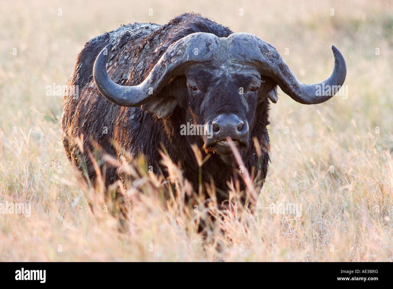African buffalo in Serengeti sunrise Stock Photo - Alamy