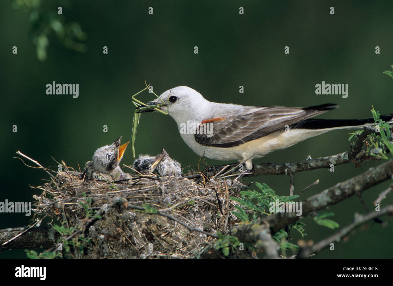 Scissor Tailed Flycatcher Tyrannus Forficatus Adult On Nest Feeding