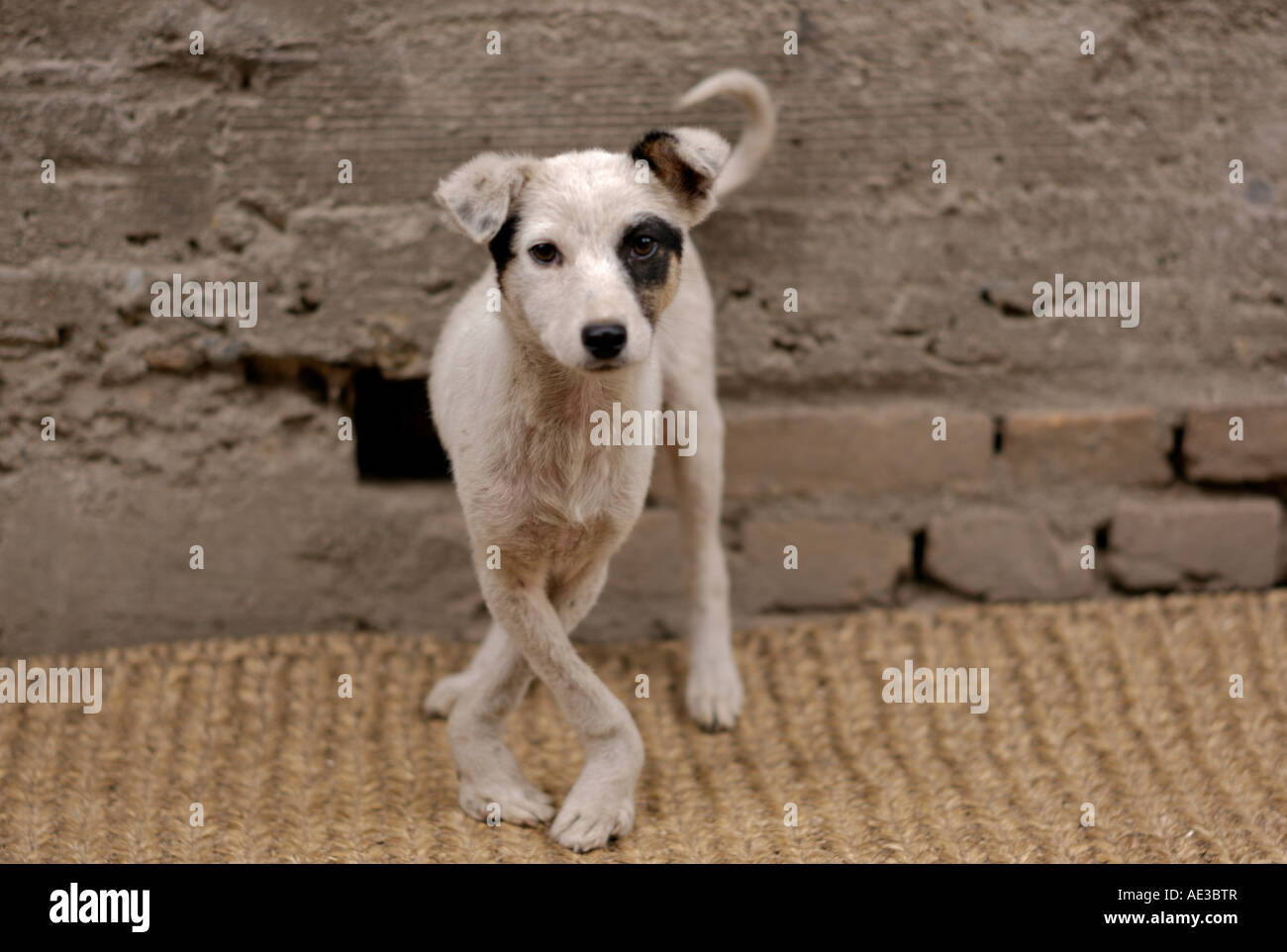 Crossed leg dog hi-res stock photography and images - Alamy