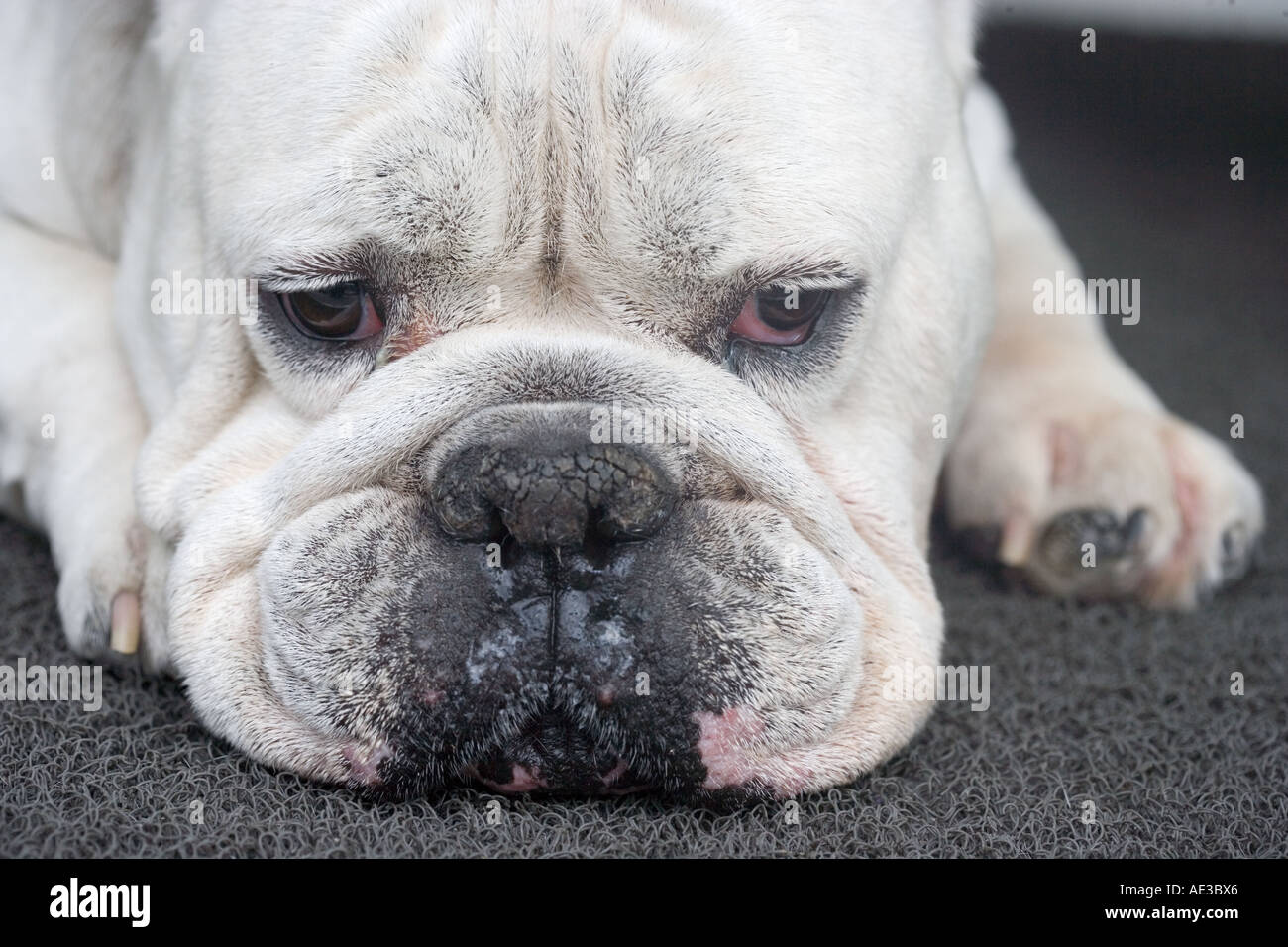 Droopy face hi-res stock photography and images - Alamy