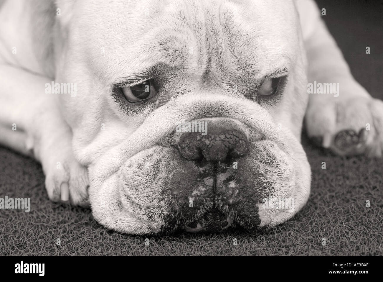 Droopy face hi-res stock photography and images - Alamy