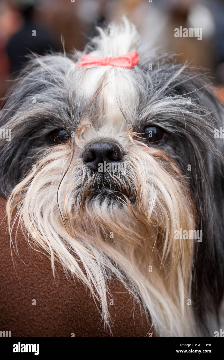 Dogs face expression hi-res stock photography and images - Alamy