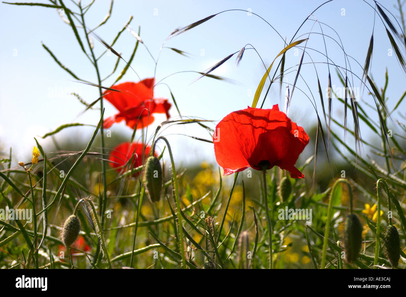 Weeds that are poppies hi-res stock photography and images - Alamy