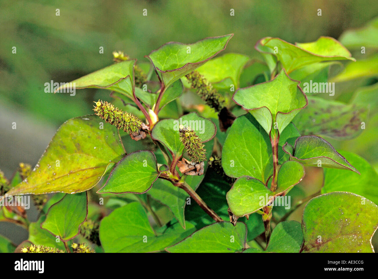 Fishwort hi-res stock photography and images - Alamy