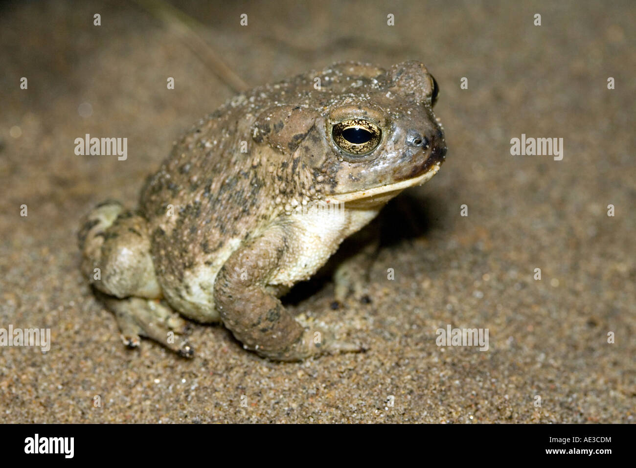 Arizona Toad Bufo microscaphus Arizona Sonora Desert Museum Tucson ...