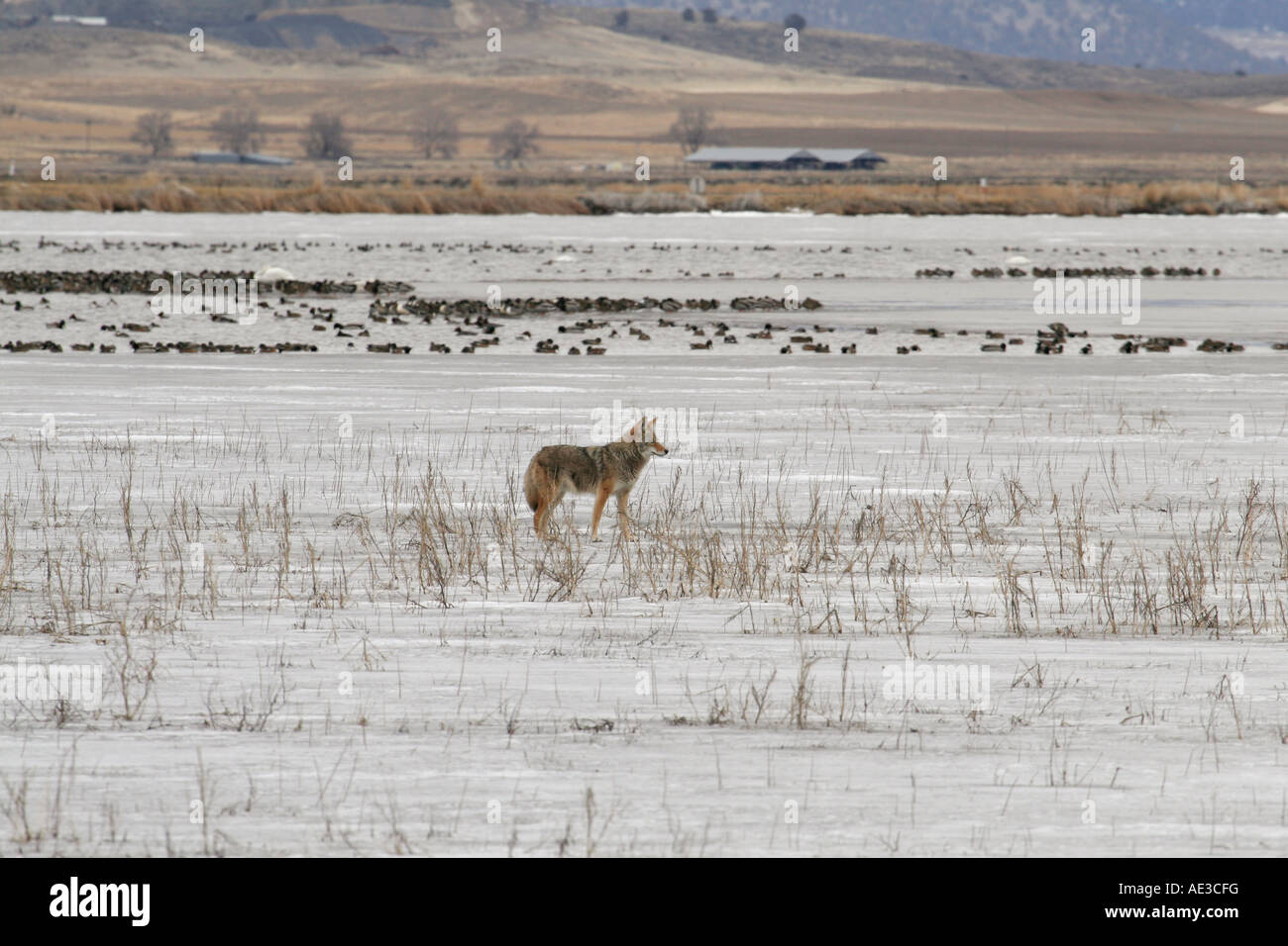 Single Coyote on ice of frozen lake hunting for waterfowl Stock Photo ...