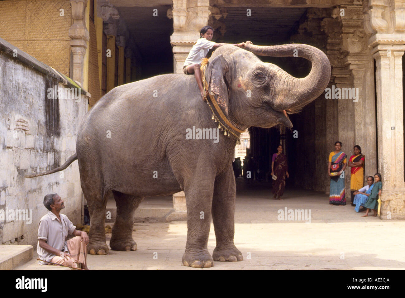 India Tamil Nadu Tiruchchirappalli temple elephant Stock Photo - Alamy