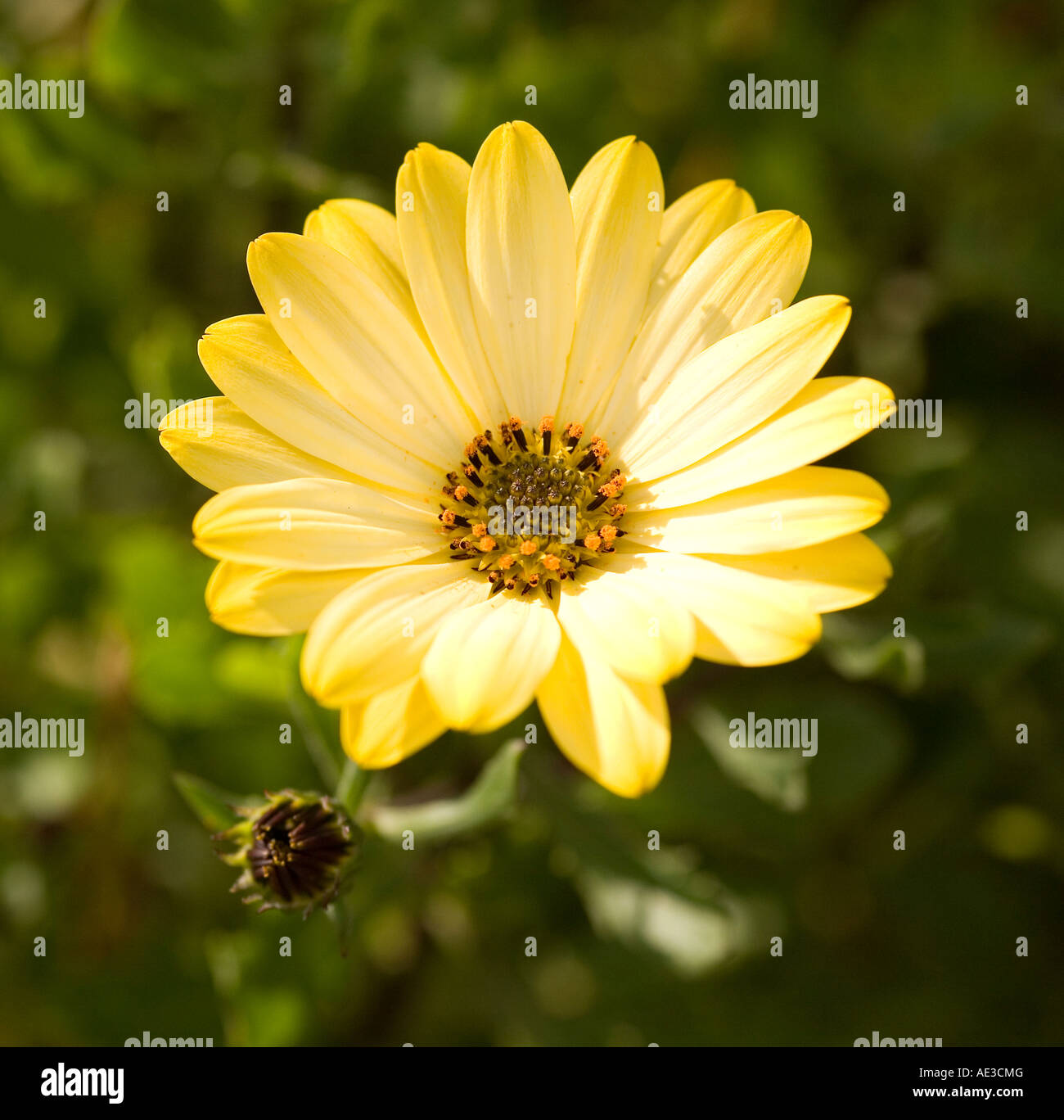 Compositae flower hi-res stock photography and images - Alamy