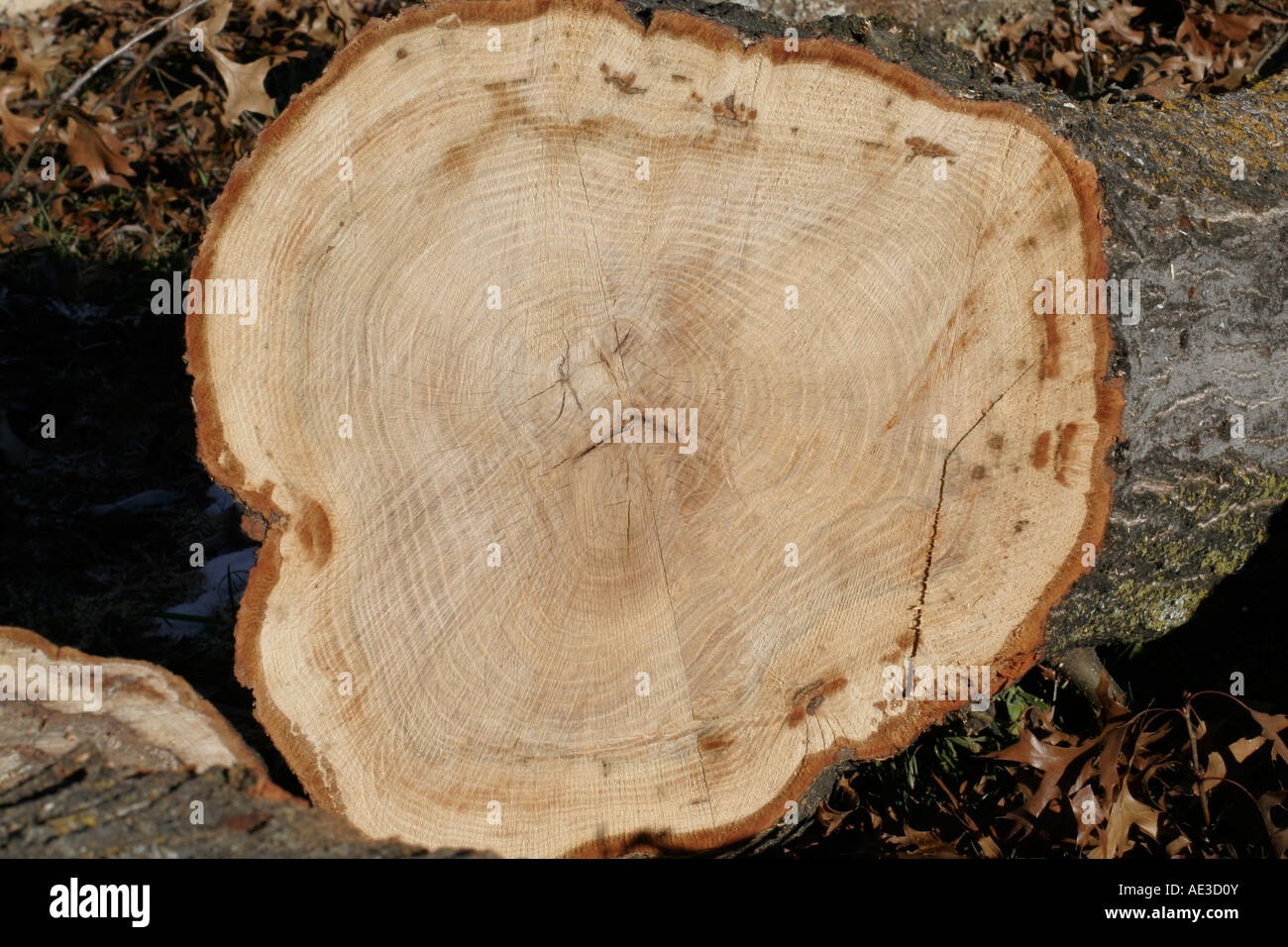Stump of an Oak Tree shows tree growth rings Stock Photo - Alamy