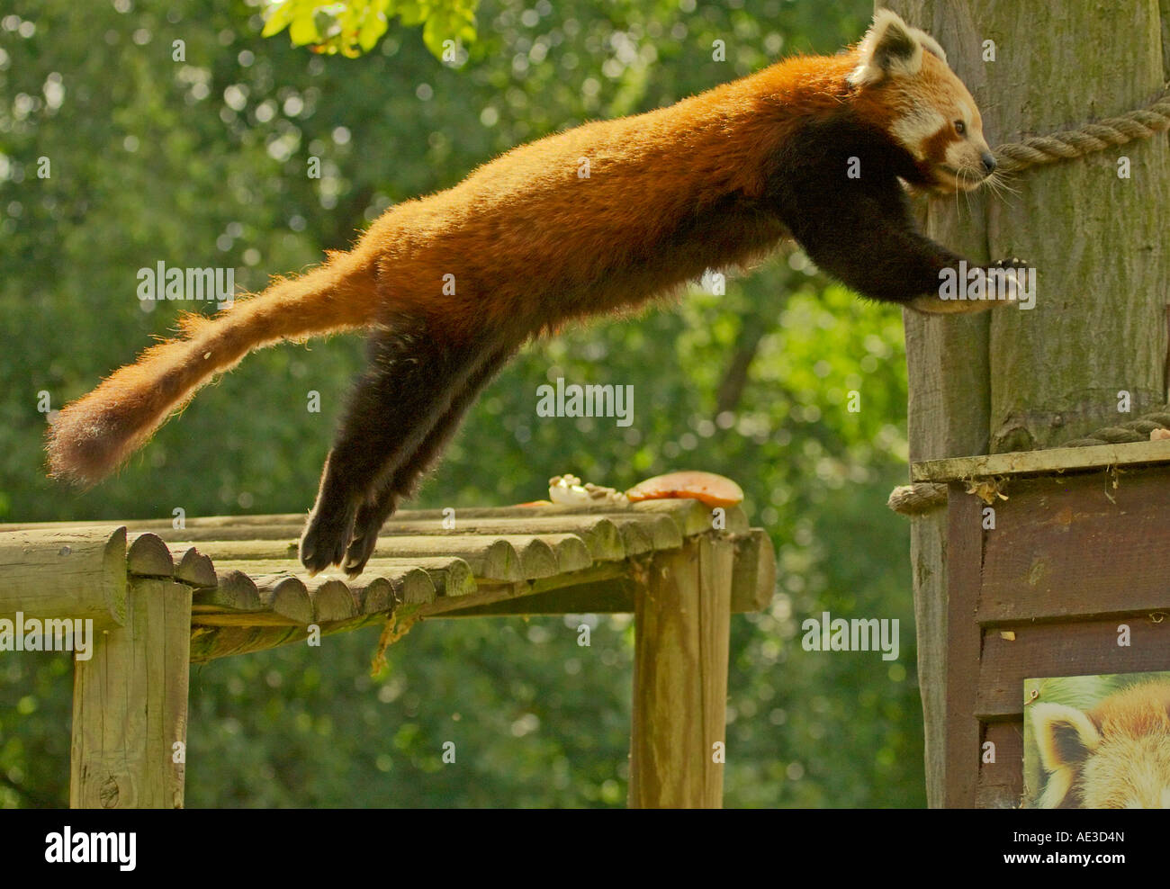 A Red Panda leaping Stock Photo - Alamy