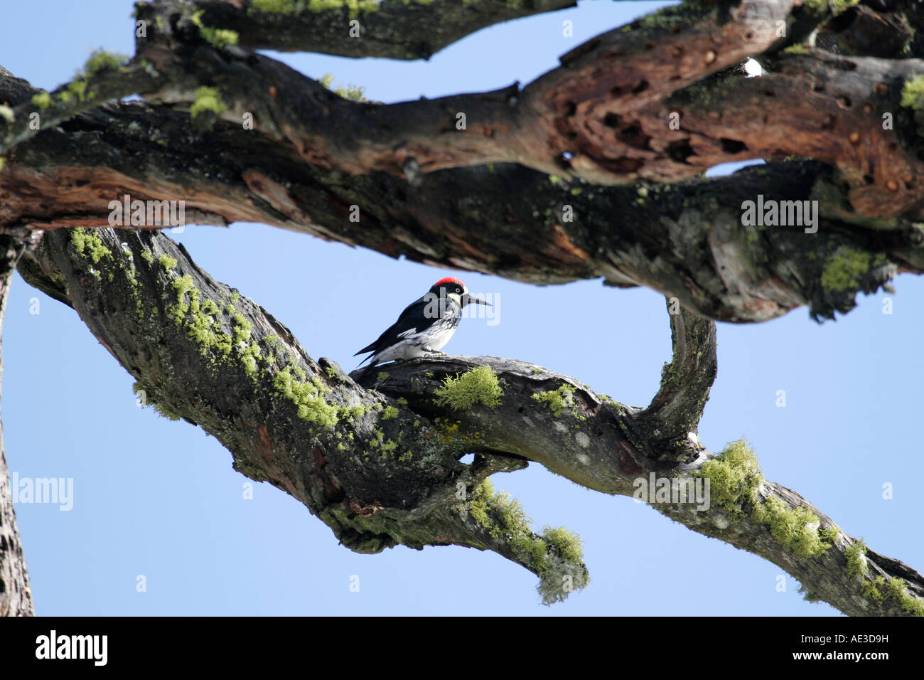 Acorn wood pecker hi-res stock photography and images - Alamy
