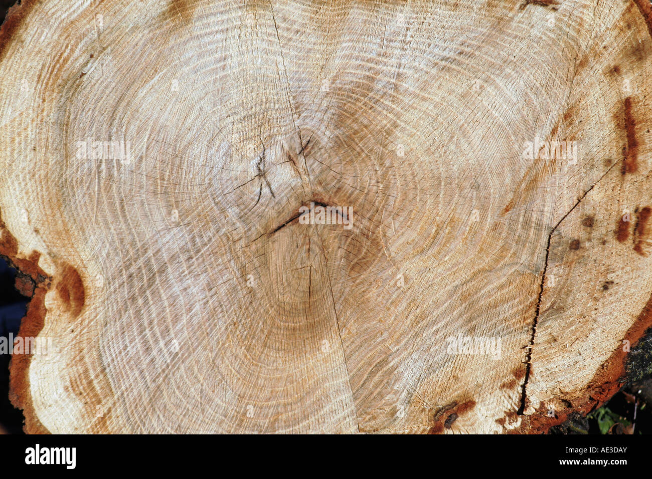 Oak Tree Rings