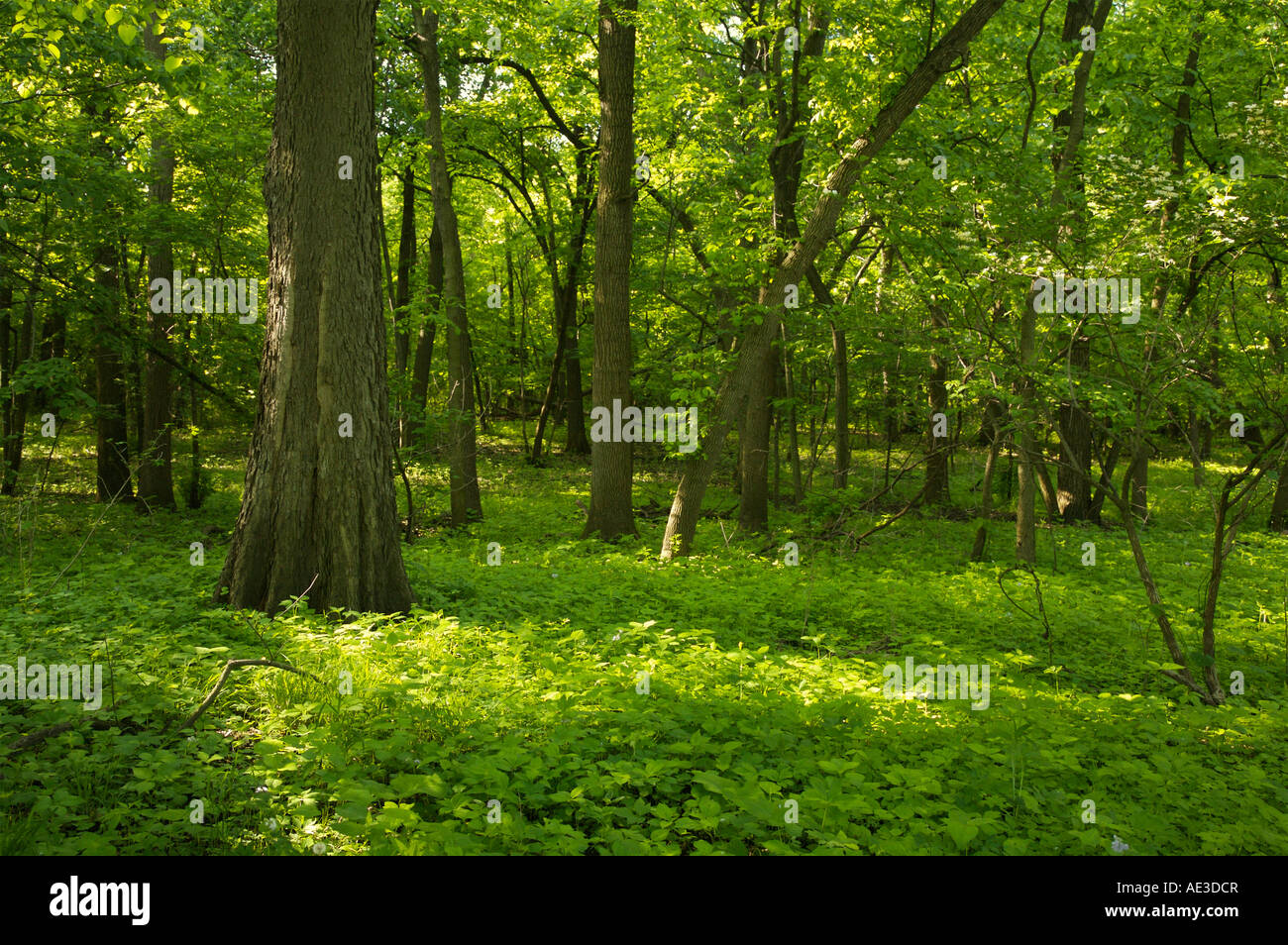 Thatcher Woods in the western suburbs of Chicago A deciduous forest in ...