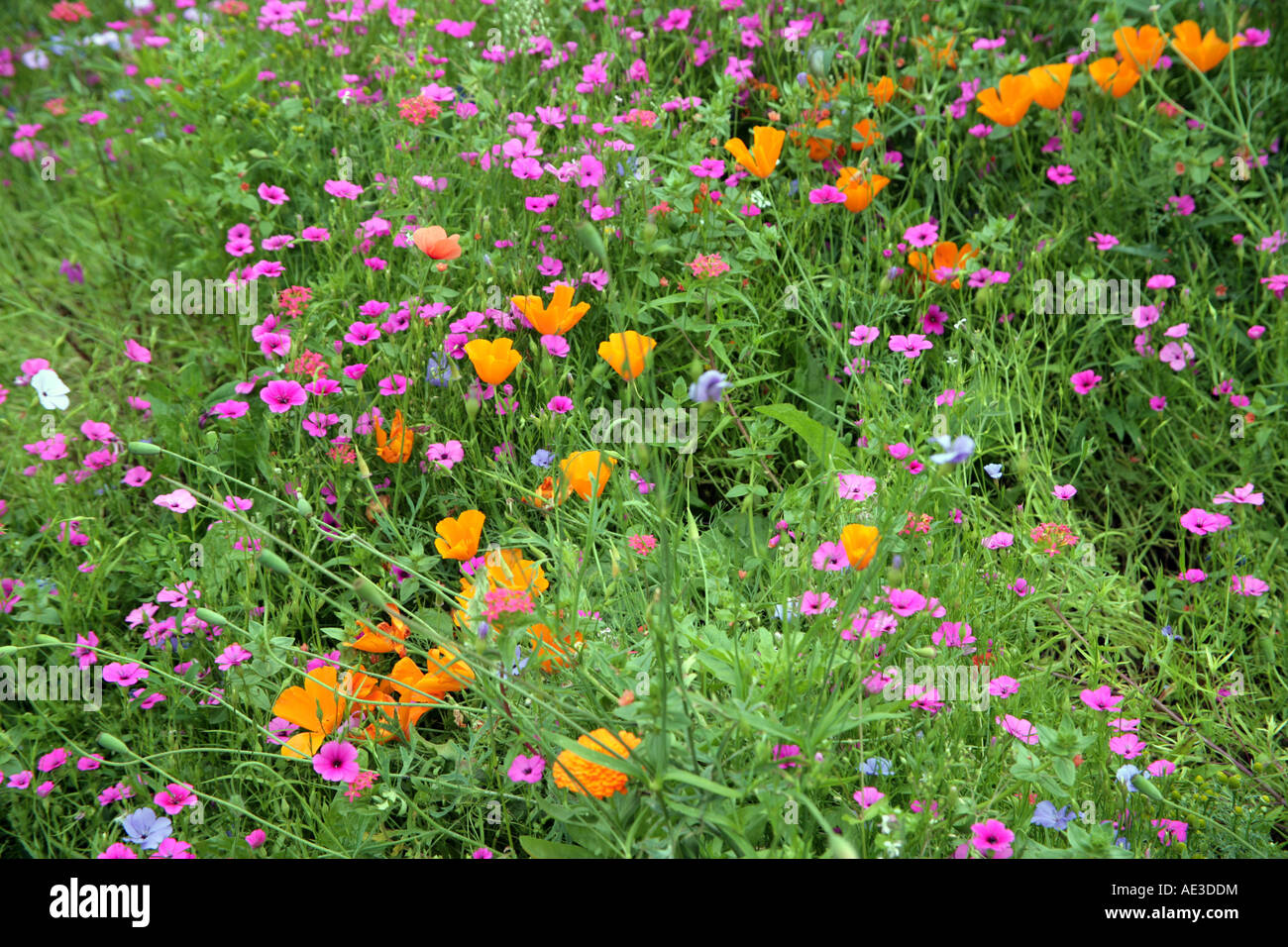 Irish wildflower meadow Stock Photo - Alamy
