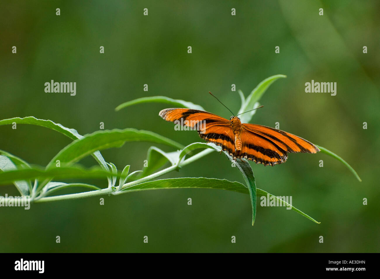 Tiger striped butterfly Stock Photo - Alamy