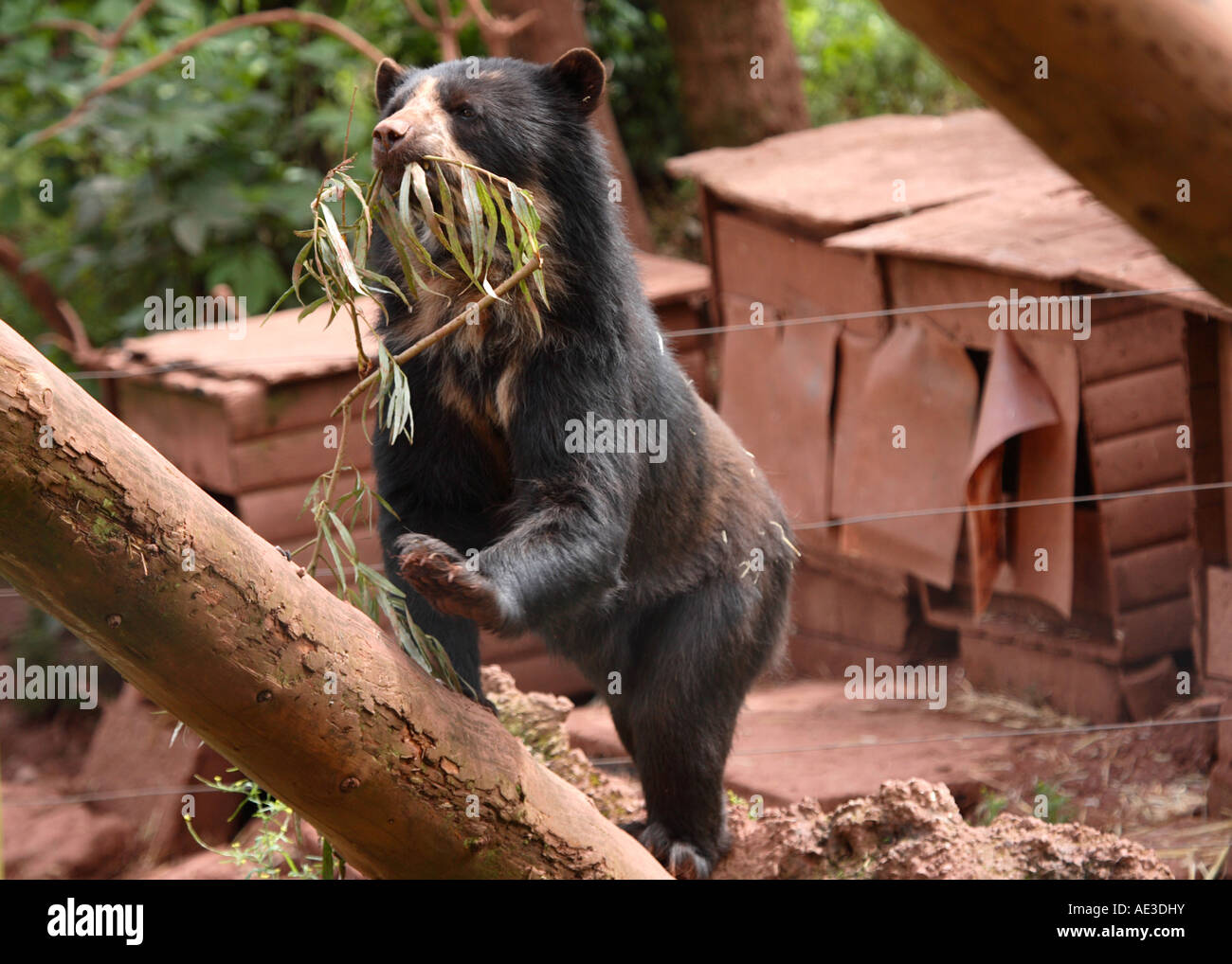 Omnivore teeth hi-res stock photography and images - Alamy