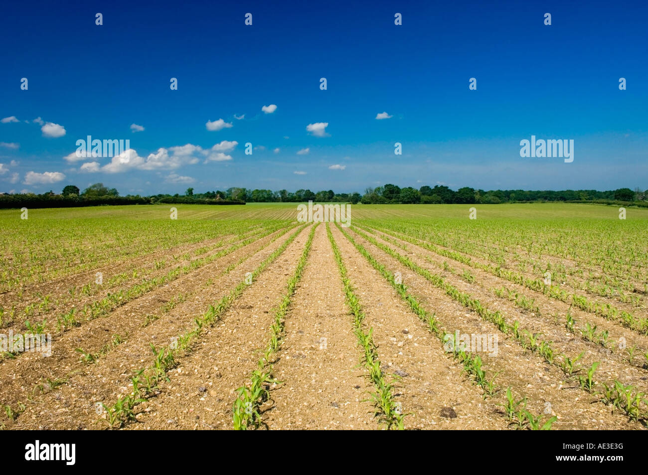 Chaldon hi-res stock photography and images - Alamy