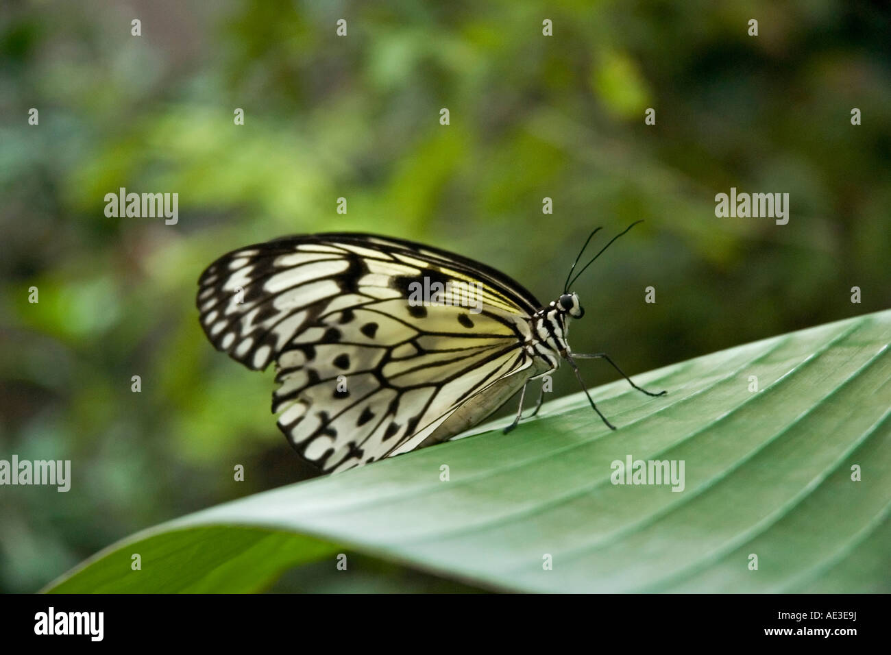 White Tree Nymph Butterfly Stock Photo - Alamy