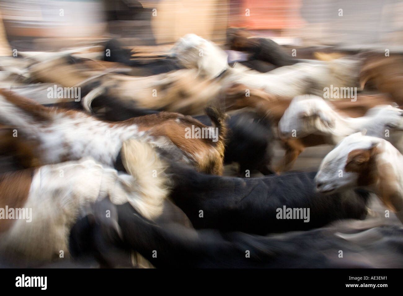 Goats being herded through the streets of Central Calcutta Blur and ...