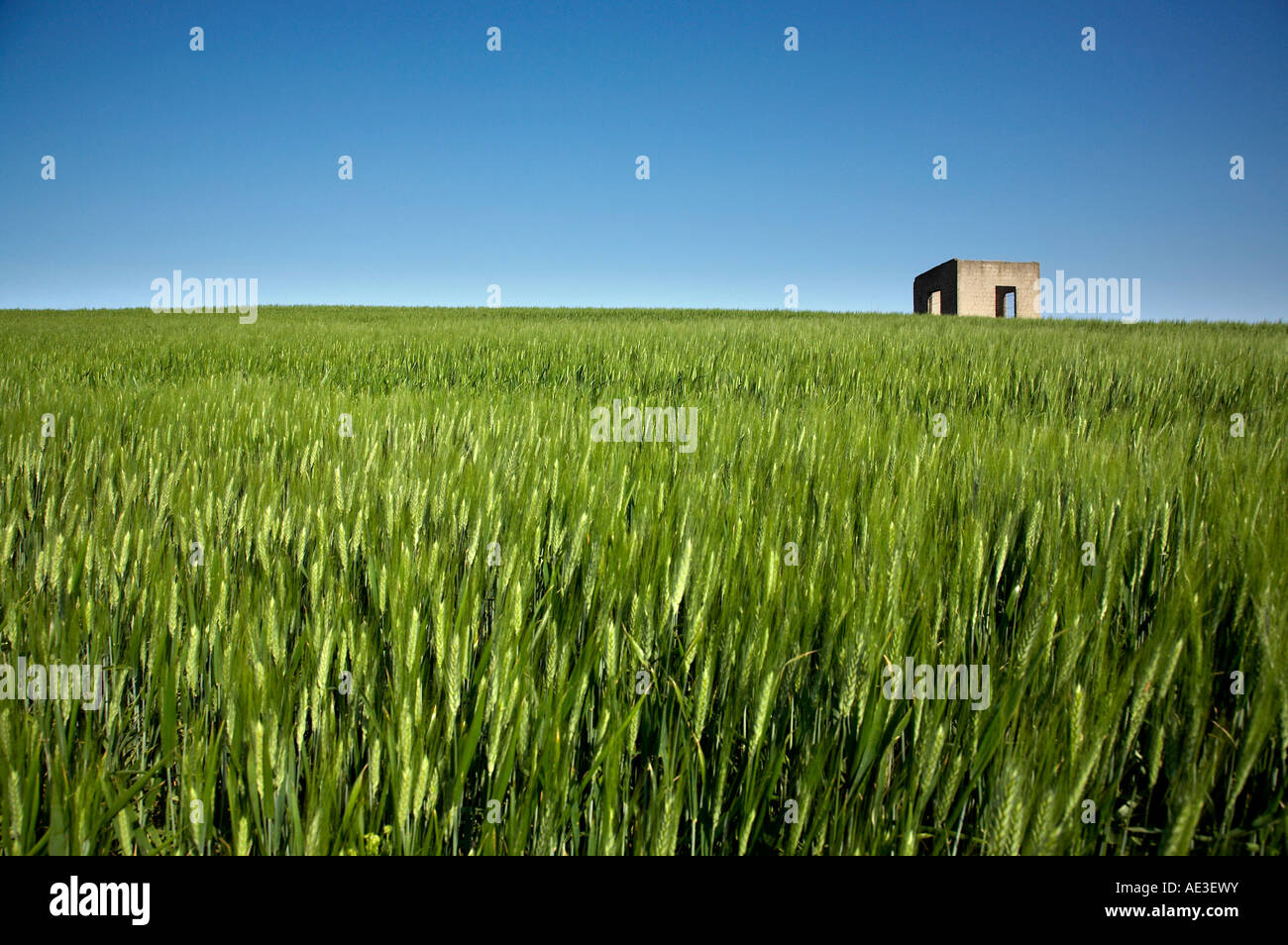 Wheat field with building in the background Stock Photo - Alamy