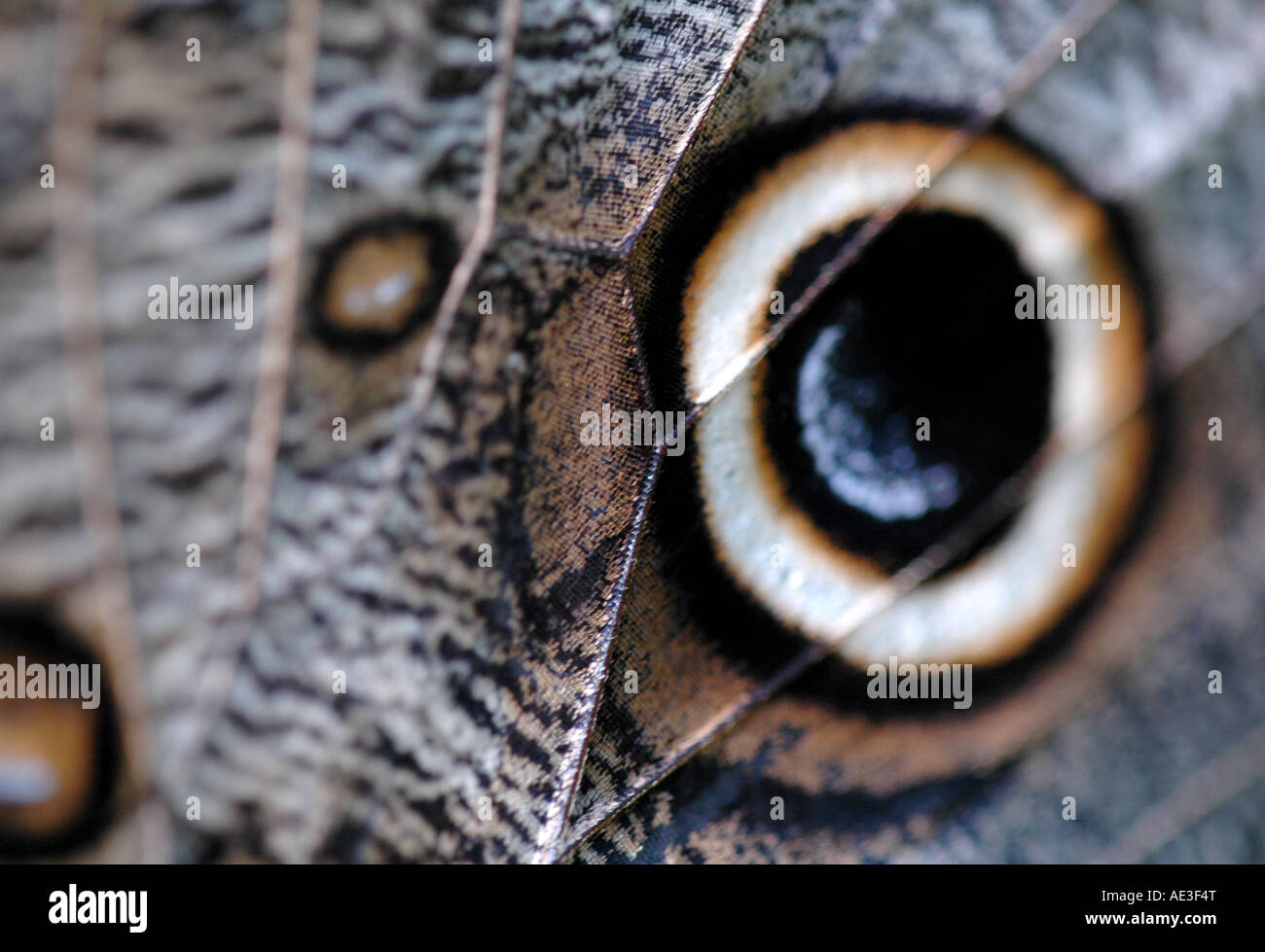 Butterfly wing detail pattern texture hi-res stock photography and ...