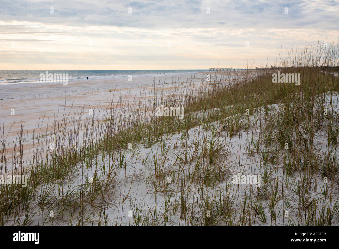 Sea oats grass planted to contain erosion of sand dunes on beach at ...