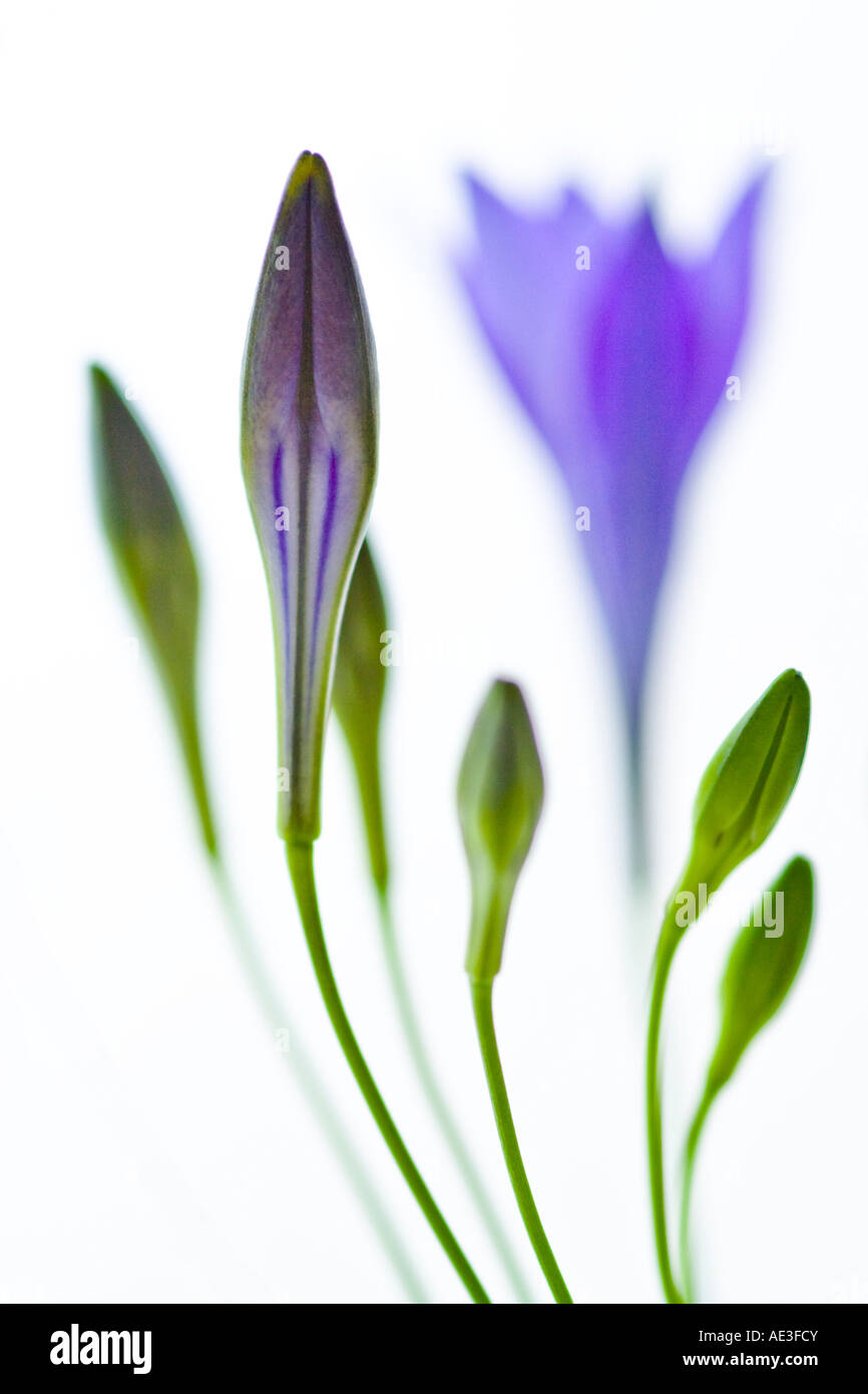 Art Still Life Portrait of a Blue Brodiaea Flower Bud England UK Stock ...