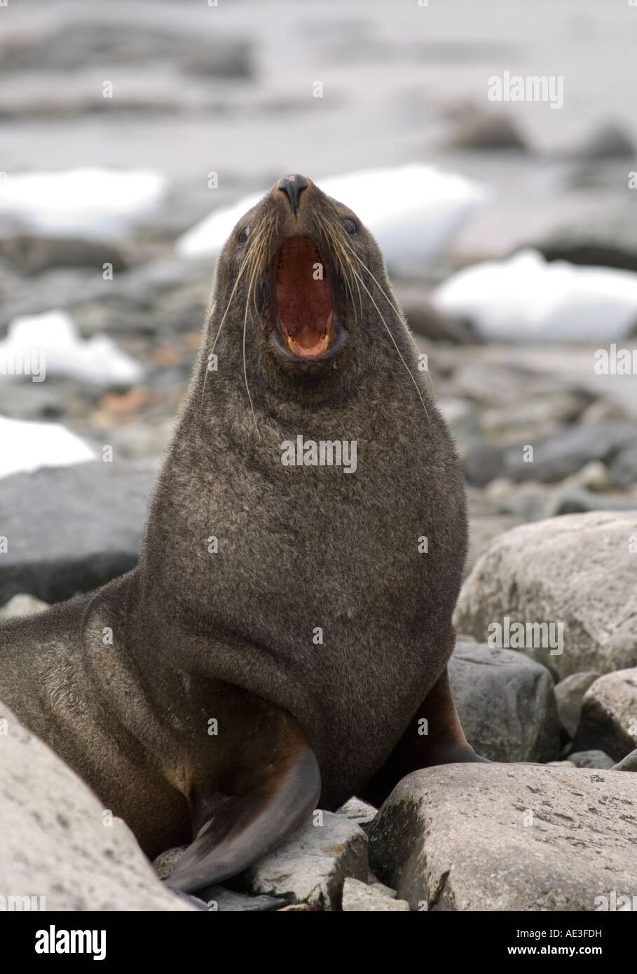 Antarctic ocean cruise brown hi-res stock photography and images - Alamy