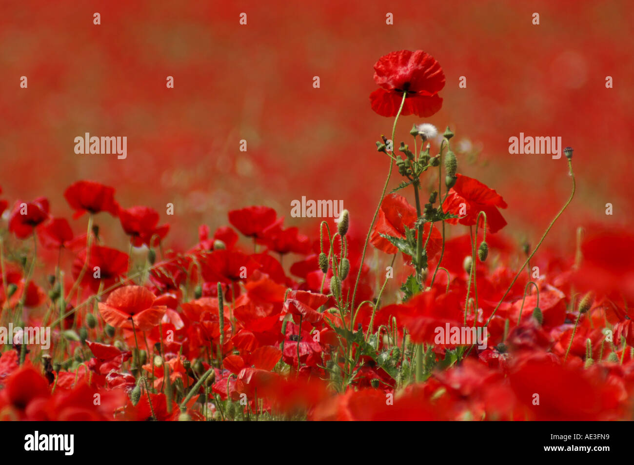 Poppy growing in the Cotswolds in England Stock Photo - Alamy