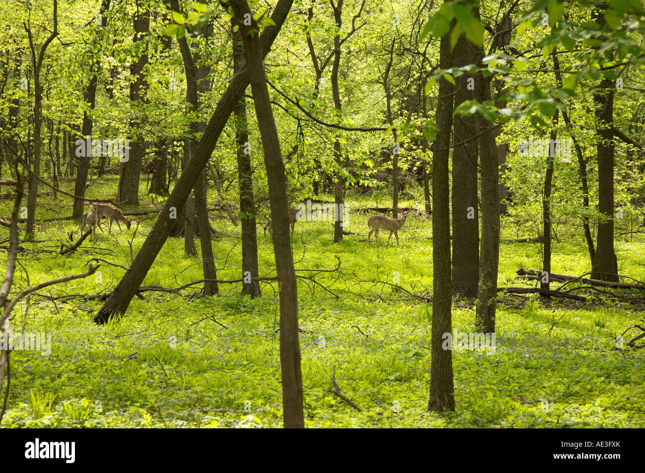 White tailed deer hoof hi-res stock photography and images - Alamy