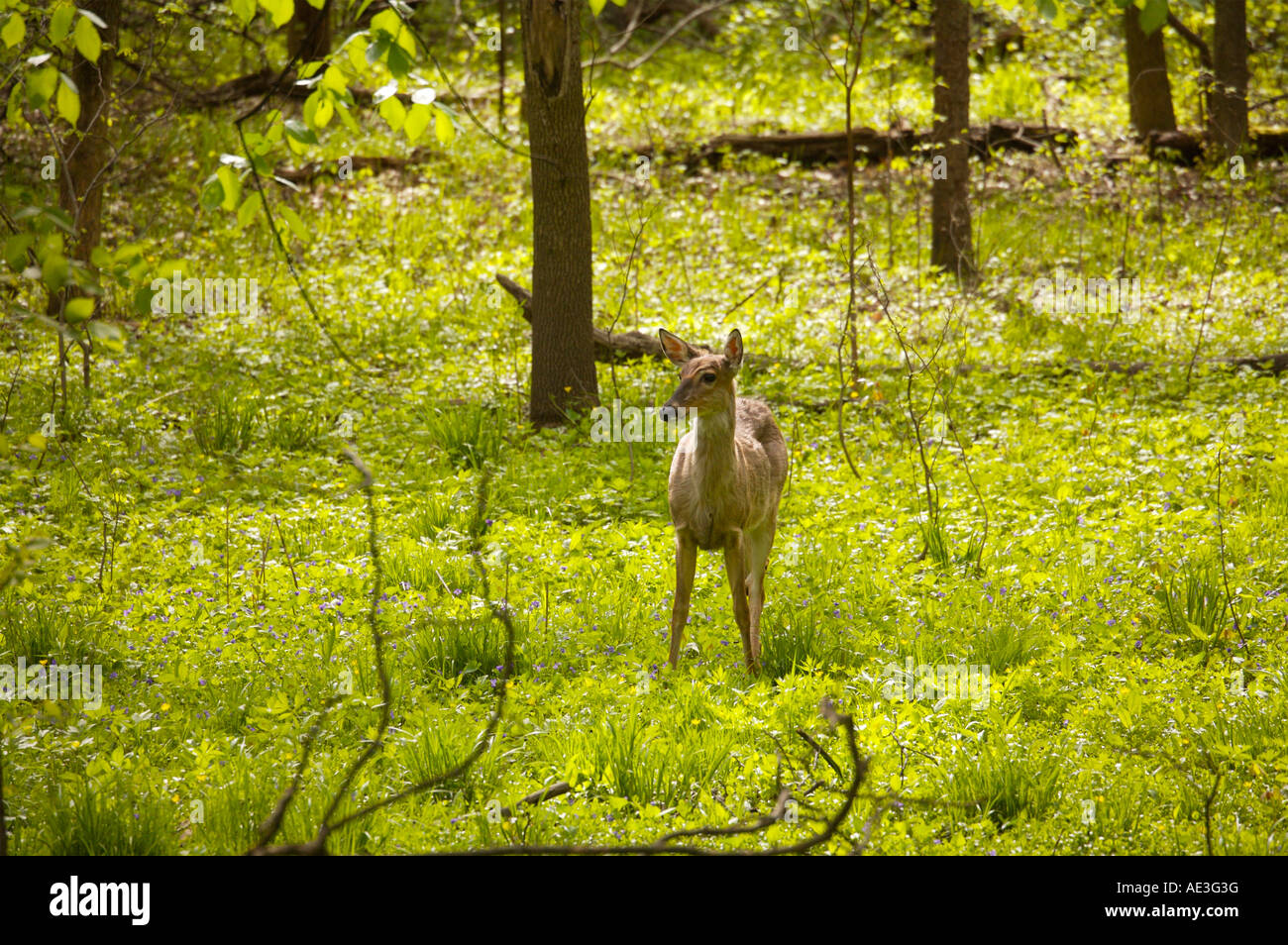 A whitetail deer in a deciduous forest in spring Thatcher Woods Cook ...