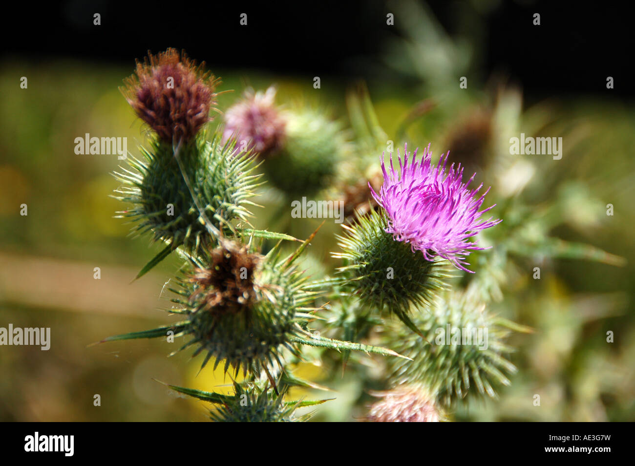 The scottish thistle hi-res stock photography and images - Alamy